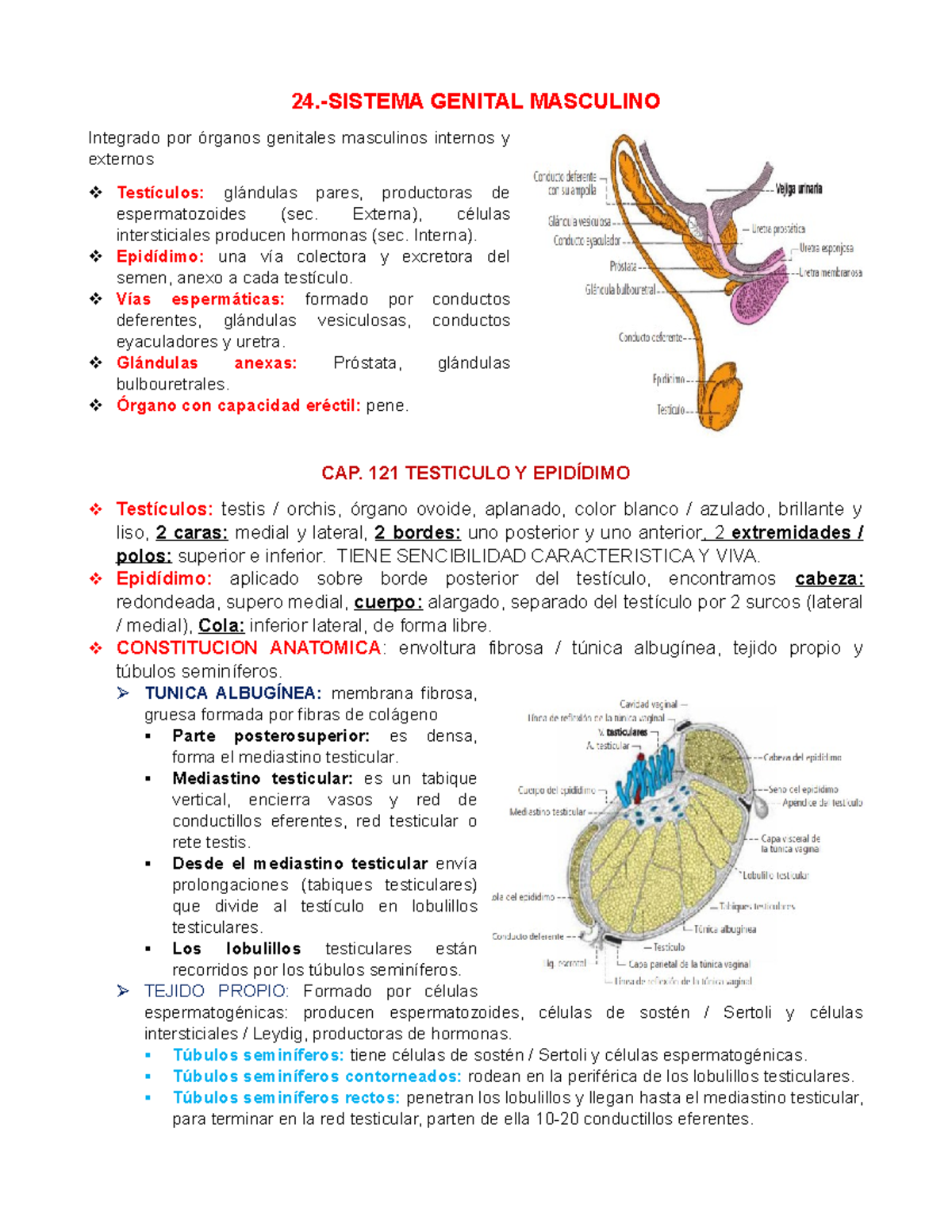 121.- Testiculo Y Epididimo - 24.-SISTEMA GENITAL MASCULINO Integrado ...