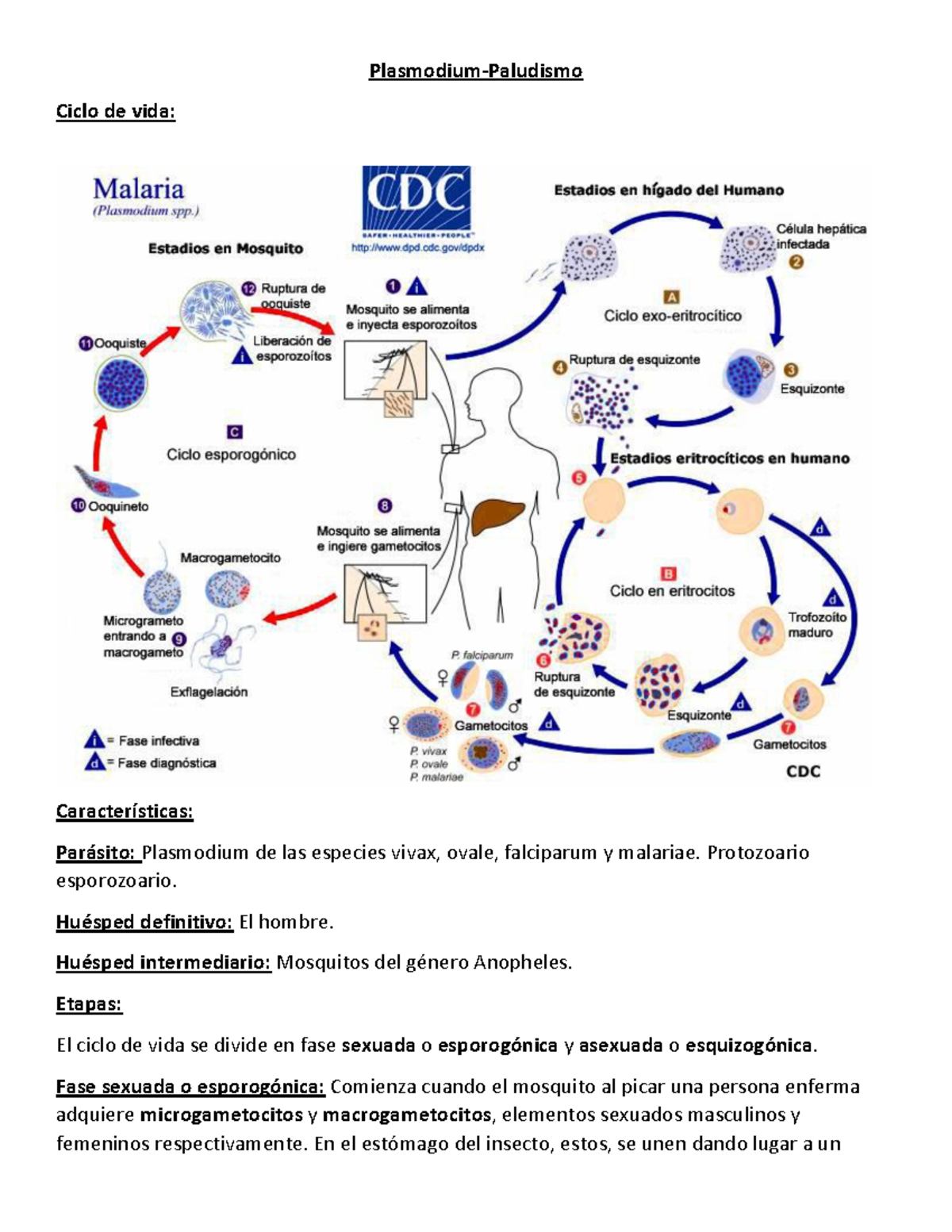 Plasmodium - malaria - paludismo - Plasmodium-Paludismo Ciclo de vida ...