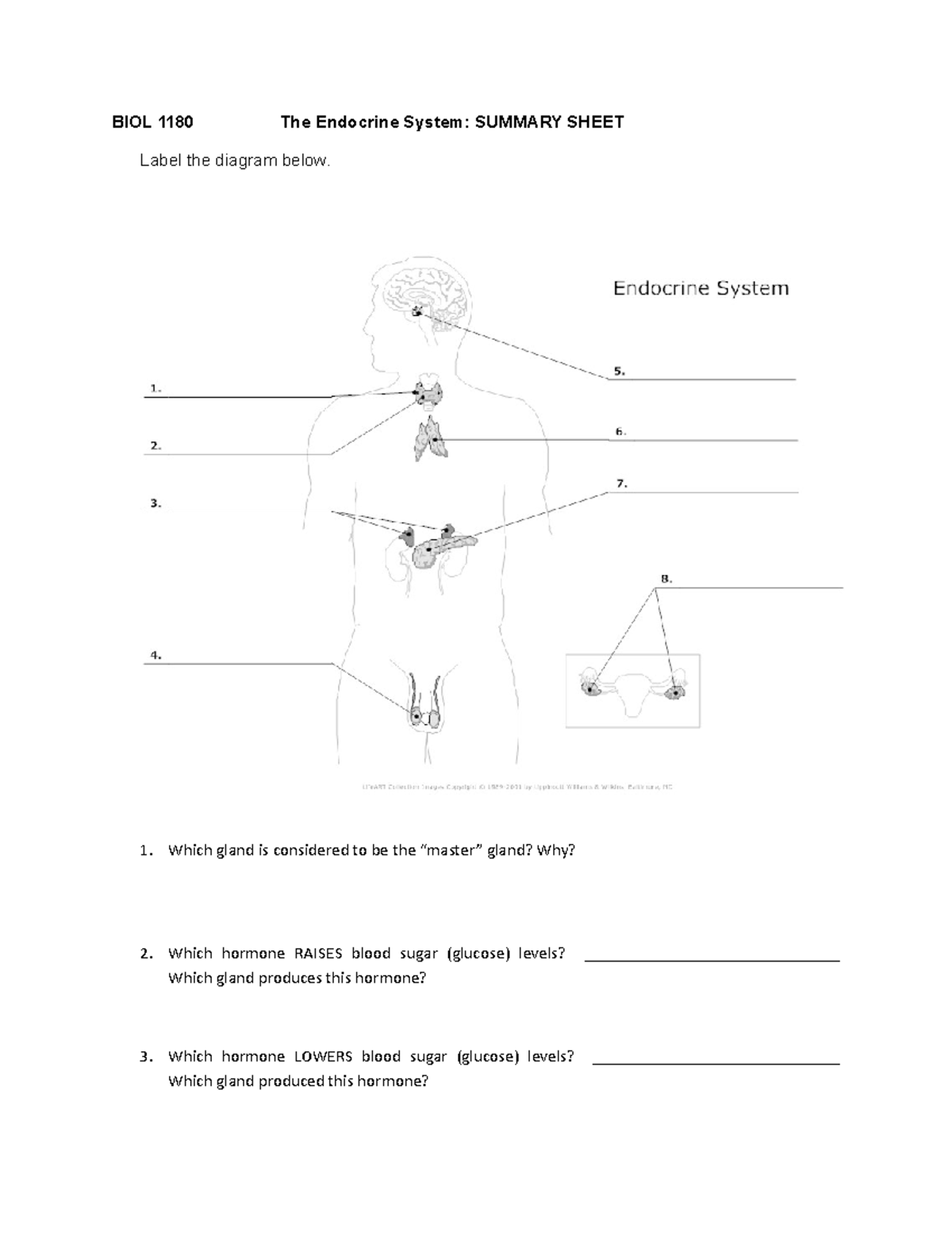 Endocrine System Summary Sheet - BIOL 1180 The Endocrine System ...