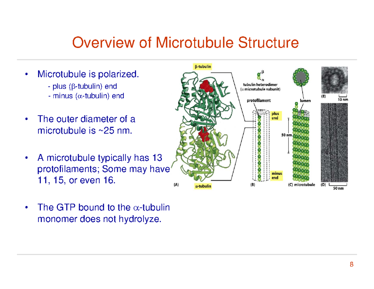 Microtubules notes - Overview of Microtubule Structure Microtubule is ...