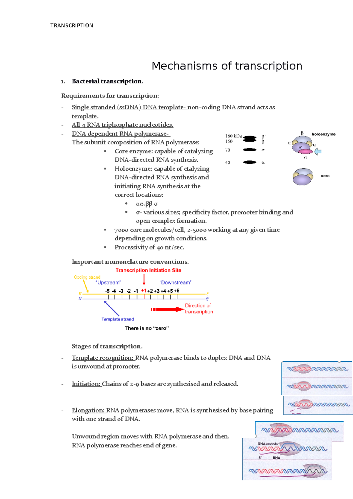 3. Mechanisms of transcription. - TRANSCRIPTION Mechanisms of ...