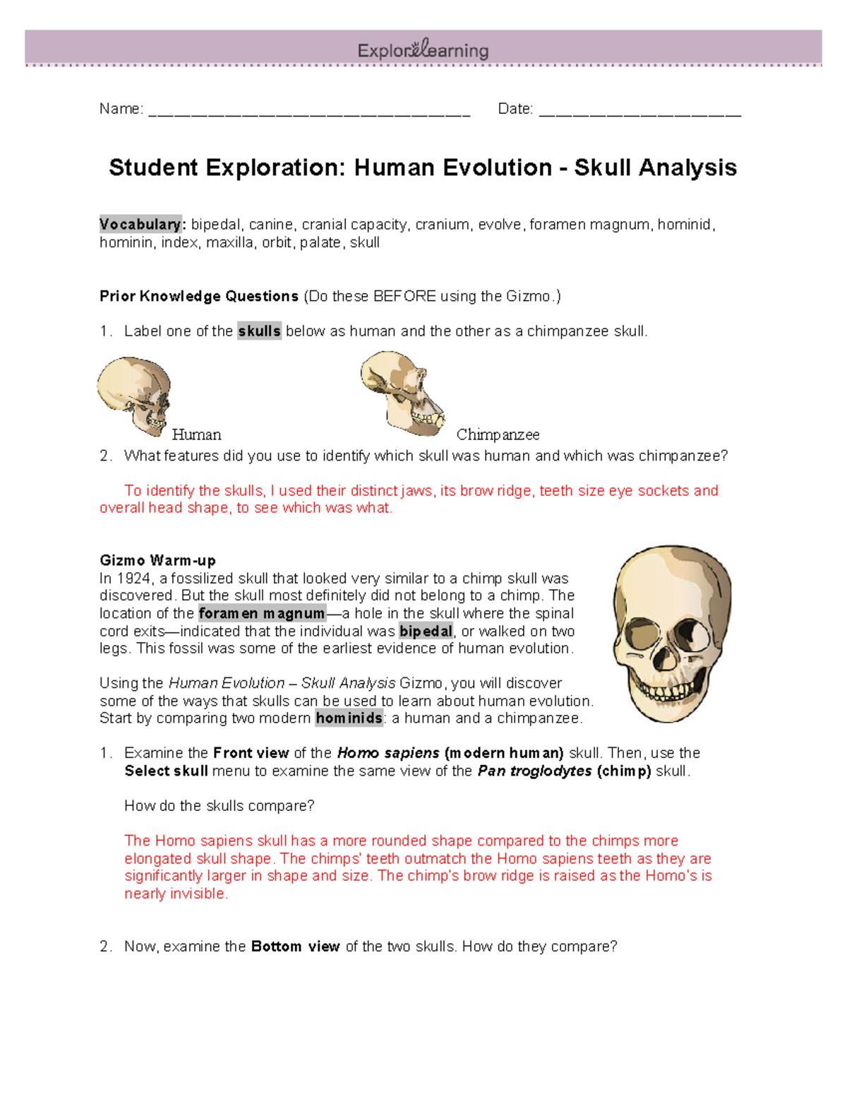Human Evolution SE - ) Label one of the skulls below as human and the ...