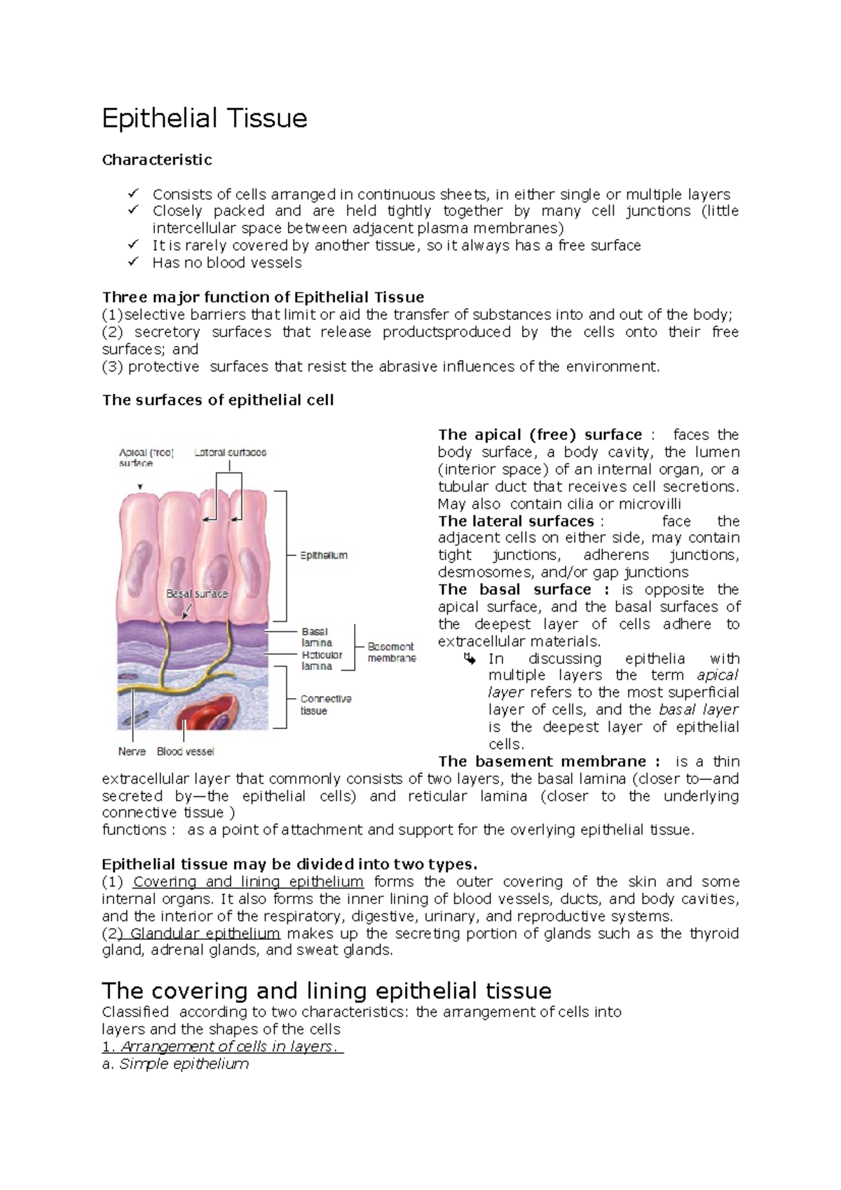 Epithelial Nervous Tissue - Epithelial Tissue Characteristic Consists ...
