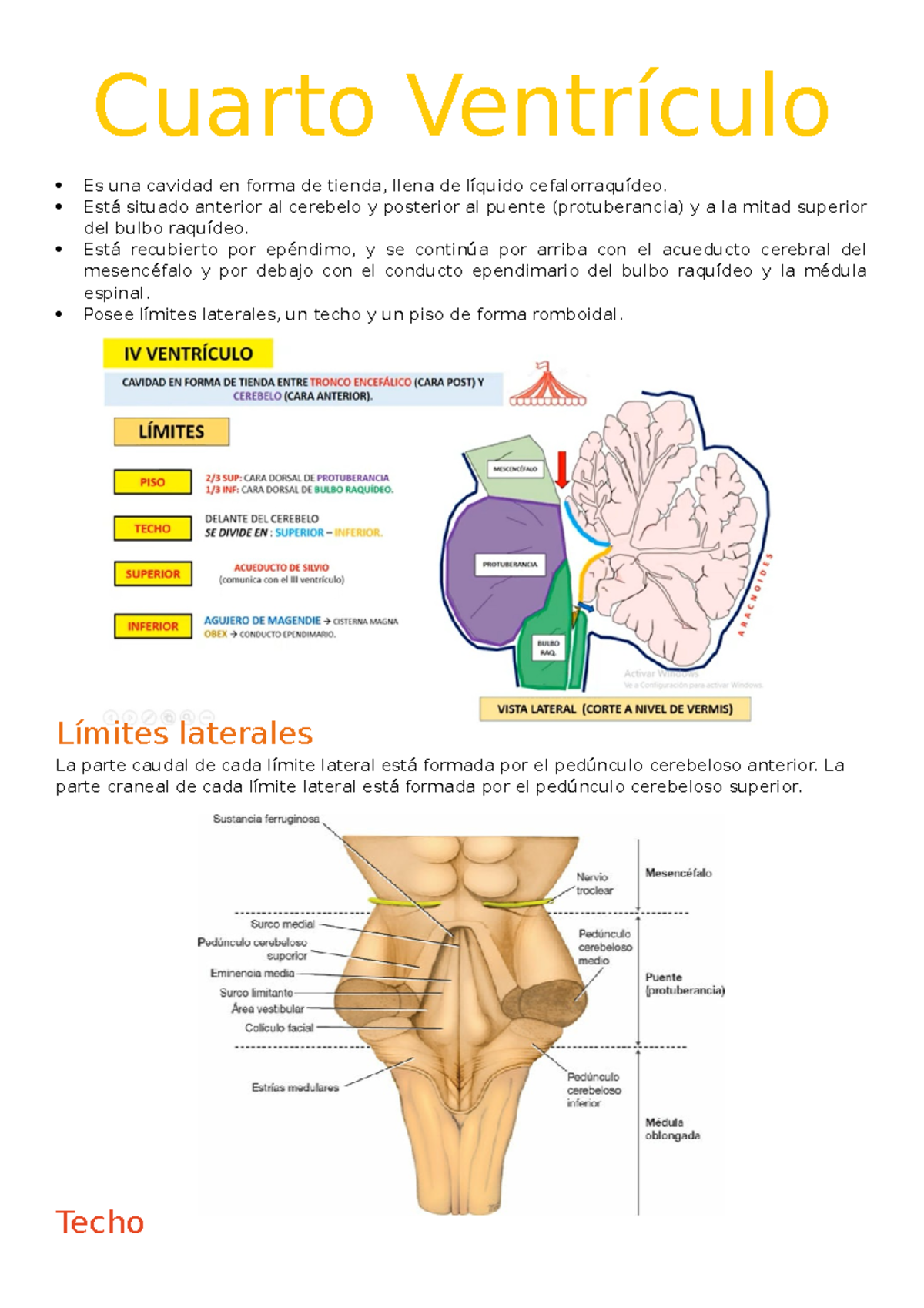 Cuarto Ventrículo - Sistema nervioso - Cuarto Ventrículo Es una cavidad ...