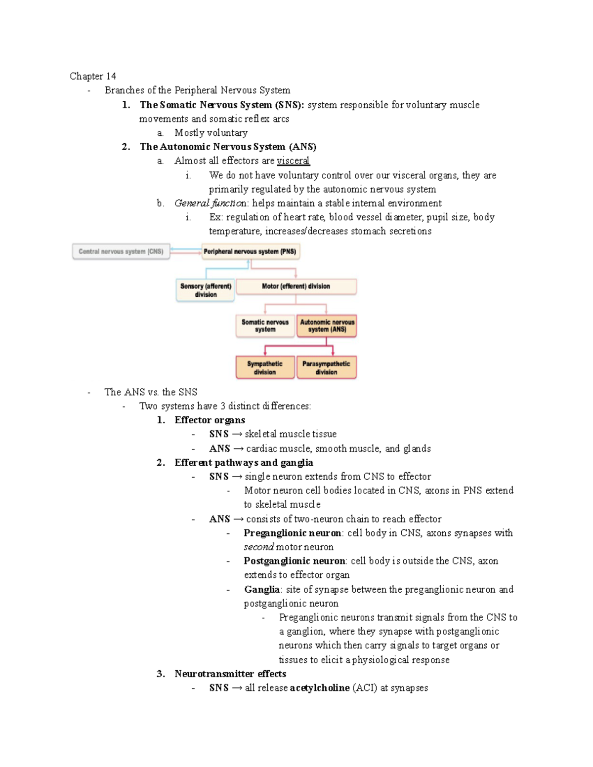Chapter 14 anatomy notes - Chapter 14 - Branches of the Peripheral ...
