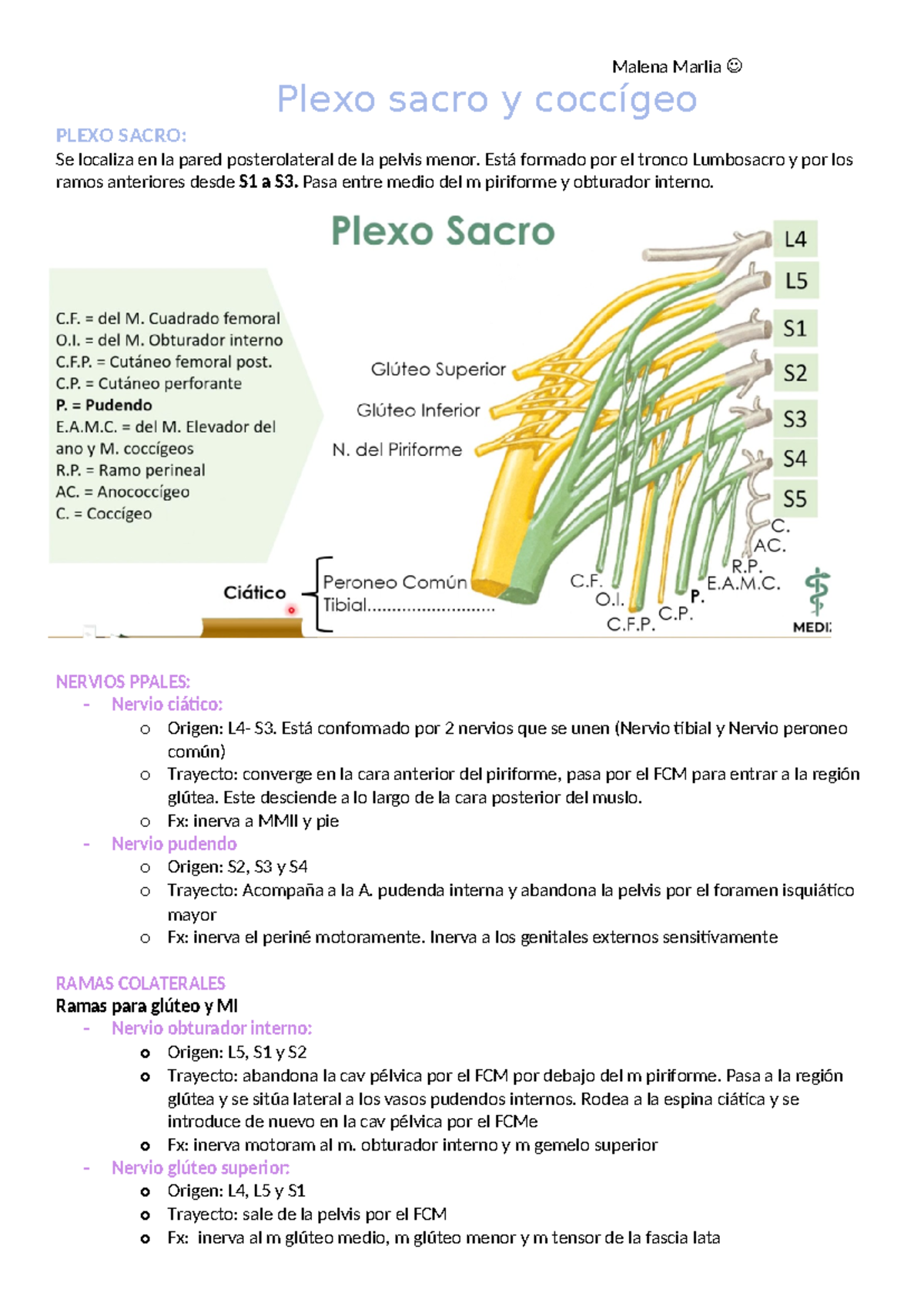 Plexo sacro y coccígeo - Malena Marlia Plexo sacro y coccígeo PLEXO ...