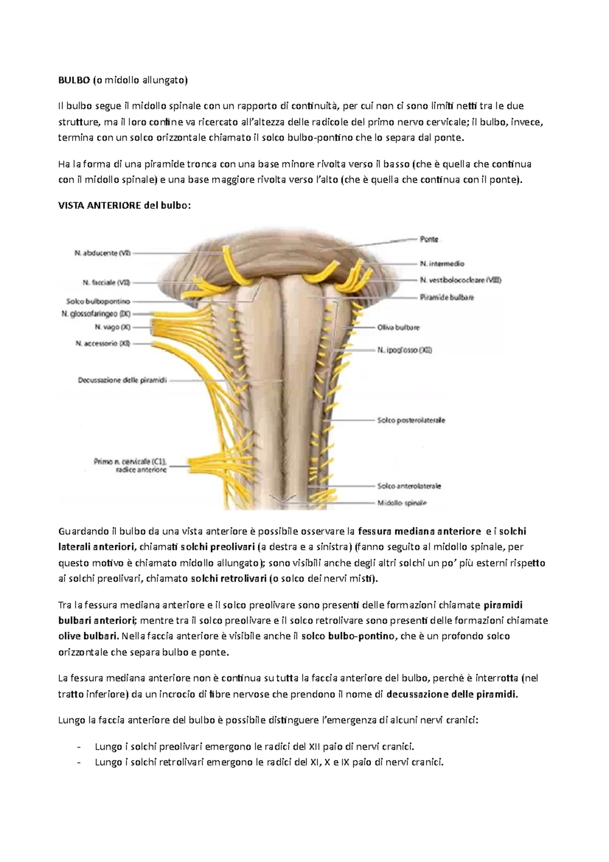 Bulbo 2020 - anatomia - BULBO (o midollo allungato) Il bulbo segue il ...