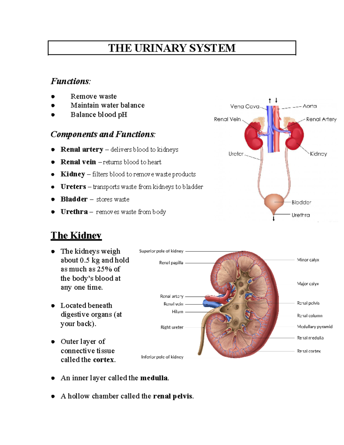 Urinary System Note.docx - THE URINARY SYSTEM Functions : Remove waste ...