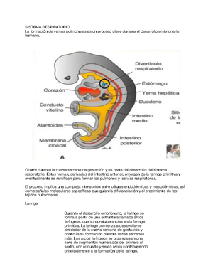 Derivados de las capas germinativas - Derivados de las capas ...