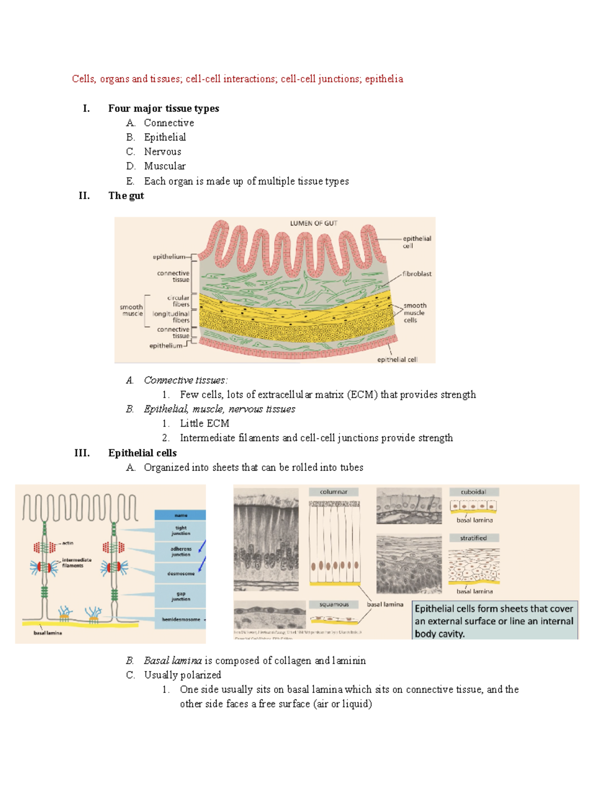 Lecture 14 March 25, 2024 - Cells, organs and tissues; cell-cell ...