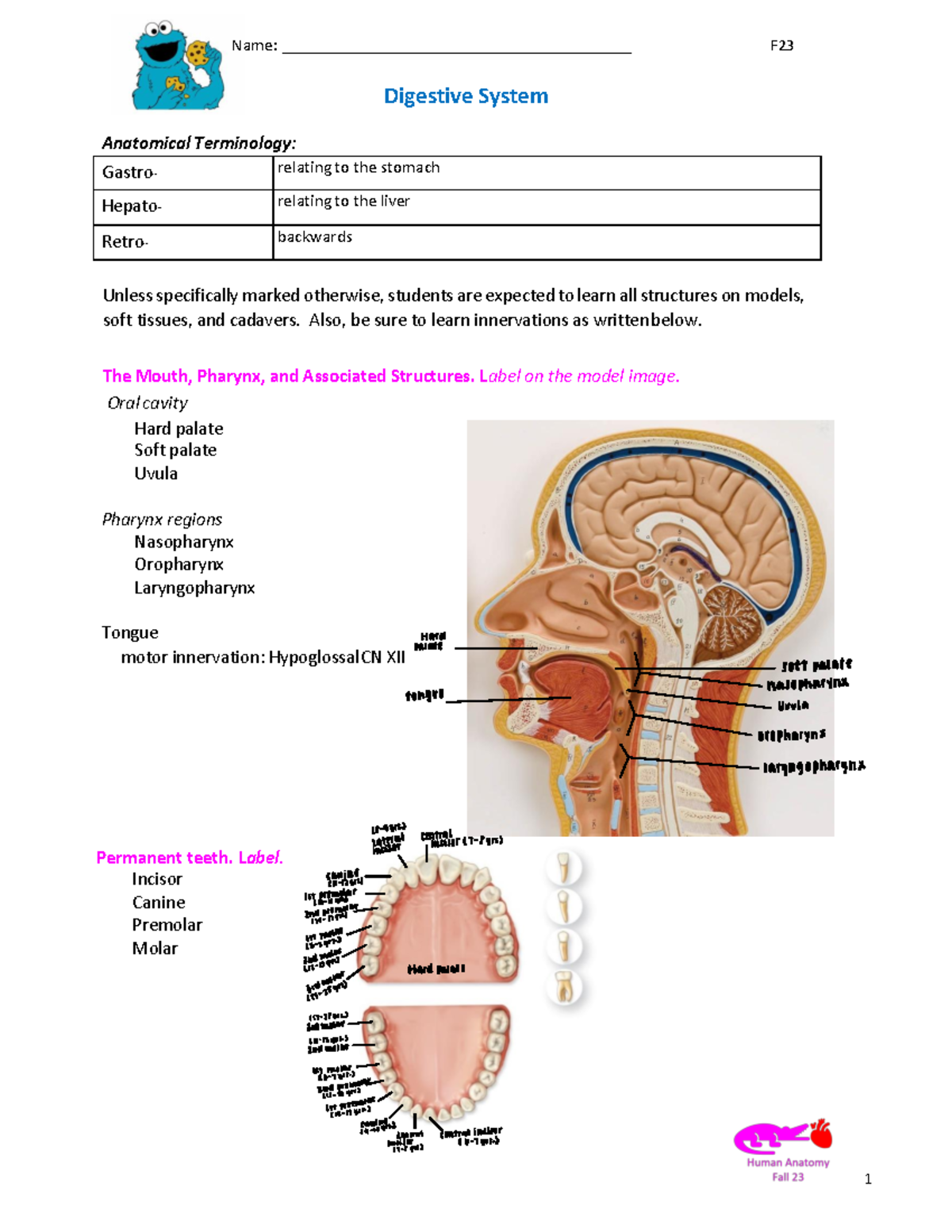 Digestive+%26+Urinary+system+F23 - Digestive System Anatomical ...