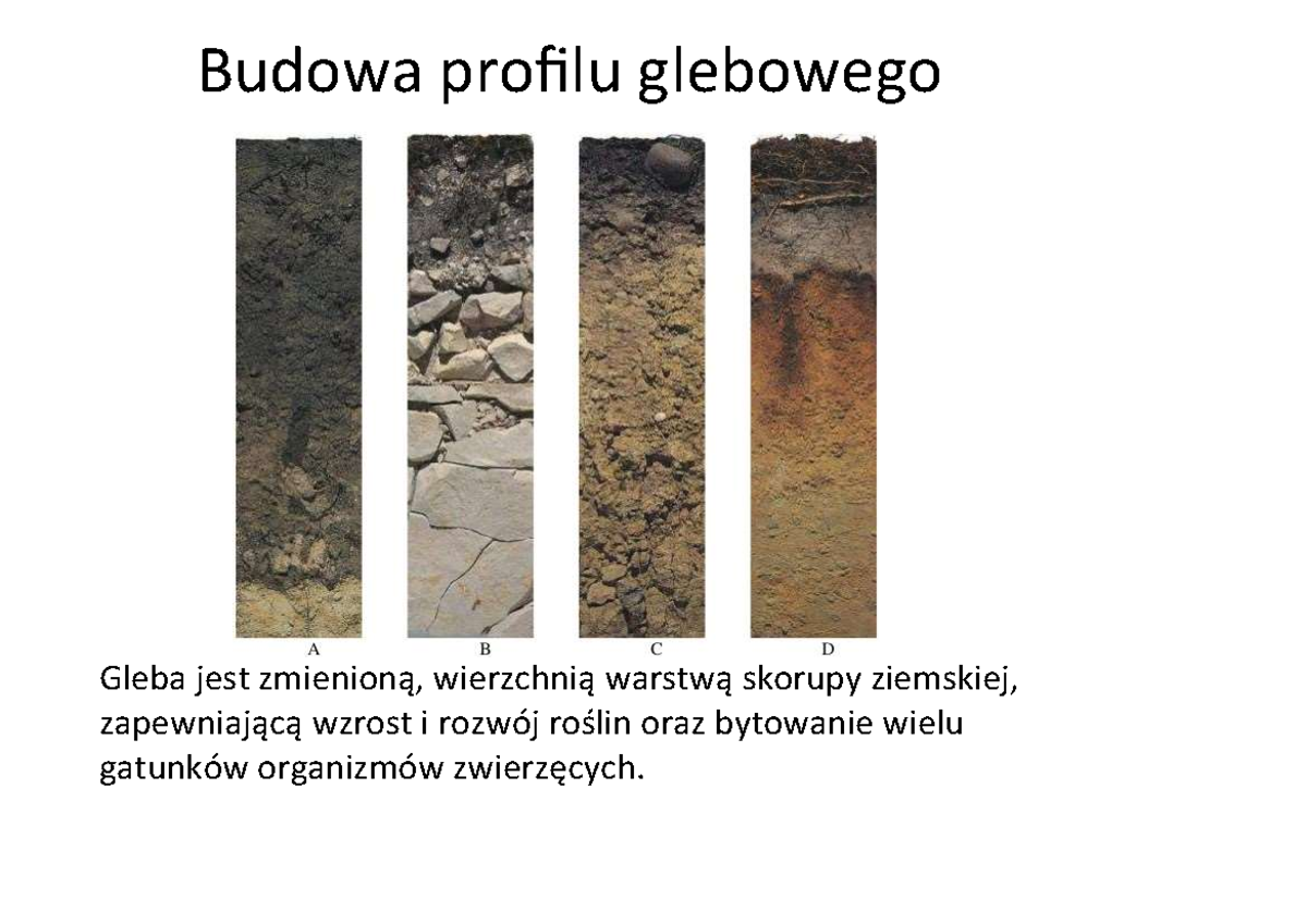 Budowa profilu glebowego - Budowa profilu glebowego Gleba jest ...