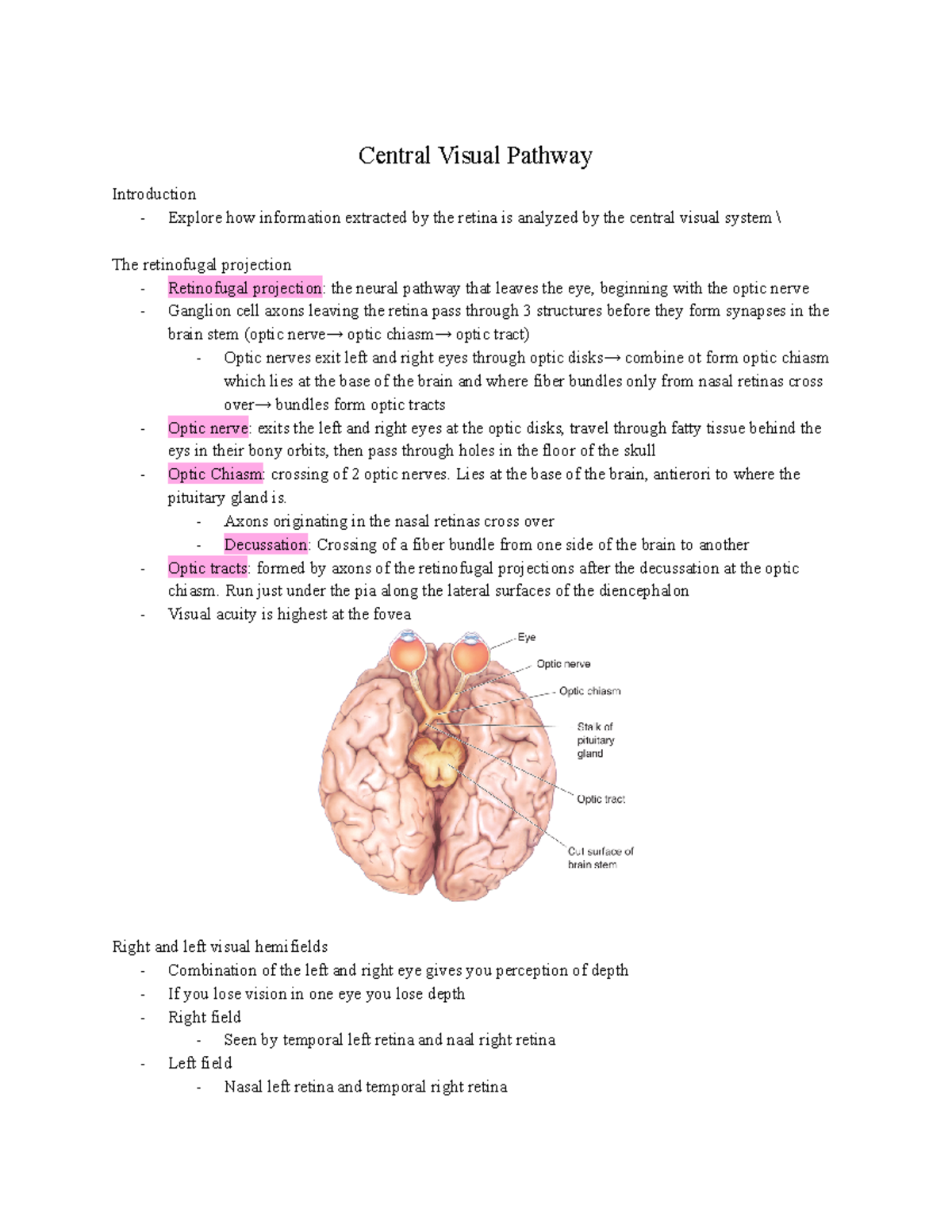 Central Nervous System Visual Pathways - Central Visual Pathway ...