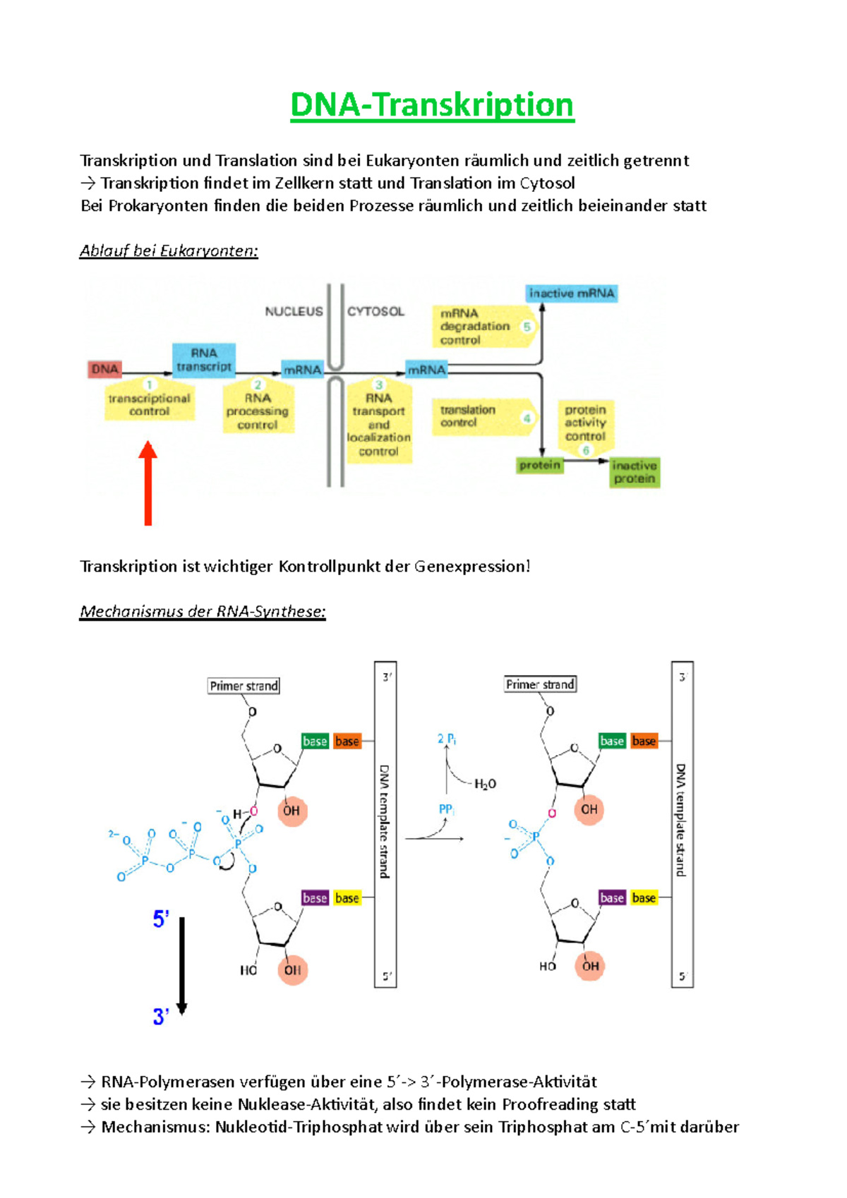 Transkription - DNA-Transkription Transkription und Translation sind ...
