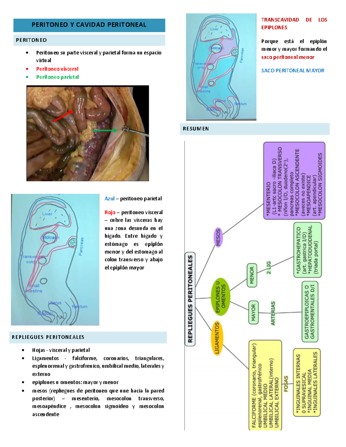 Peritoneo Y Cavidad Peritoneal - PERITONEO Y CAVIDAD PERITONEAL ...