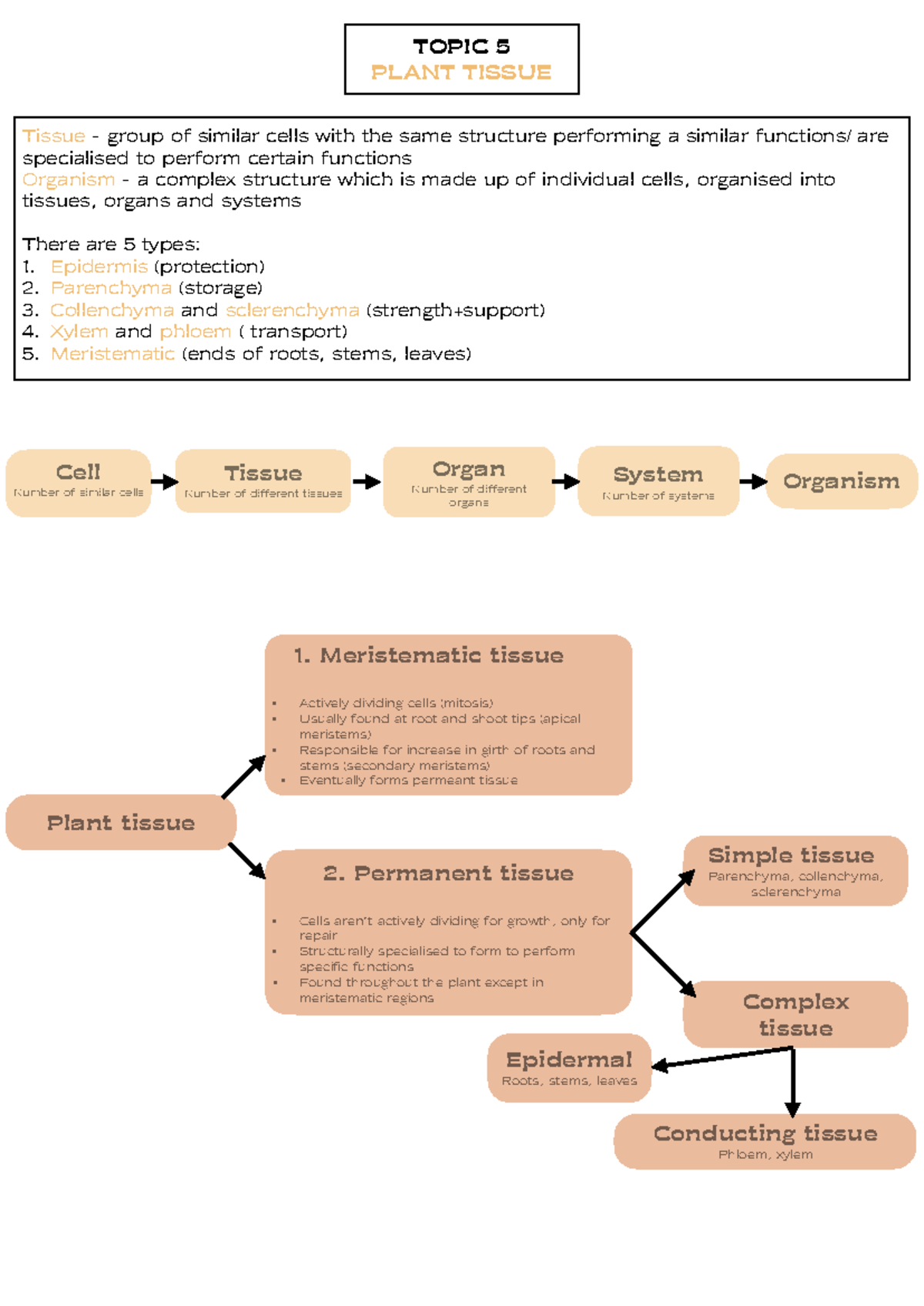 Plant tissue - Summary Molecular and cell biology - TOPIC 5 PLANT ...