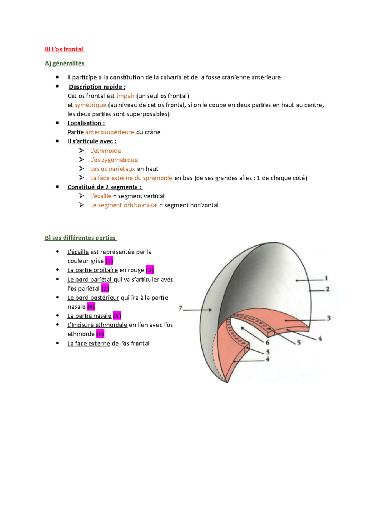 2.2 l'os frontal - III L’os frontal A) généralités Il participe à la ...