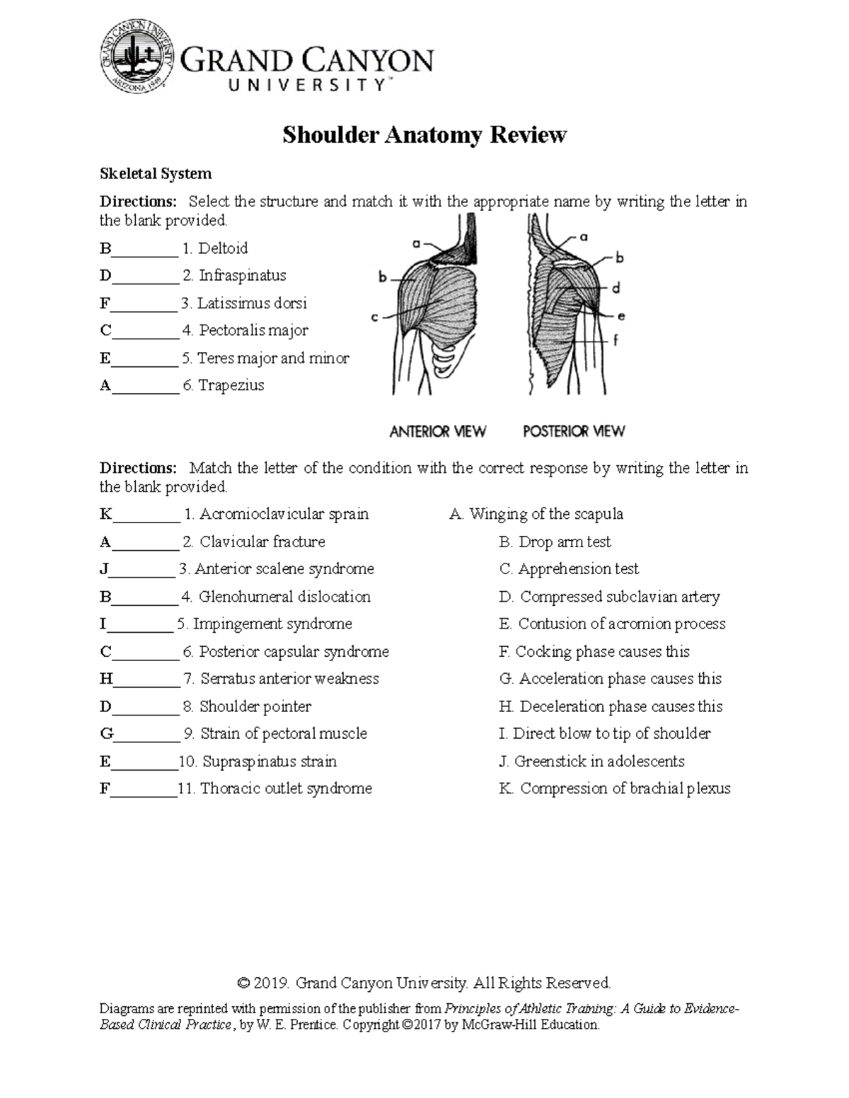 Shoulder Anatomy Review - Shoulder Anatomy Review Skeletal System ...