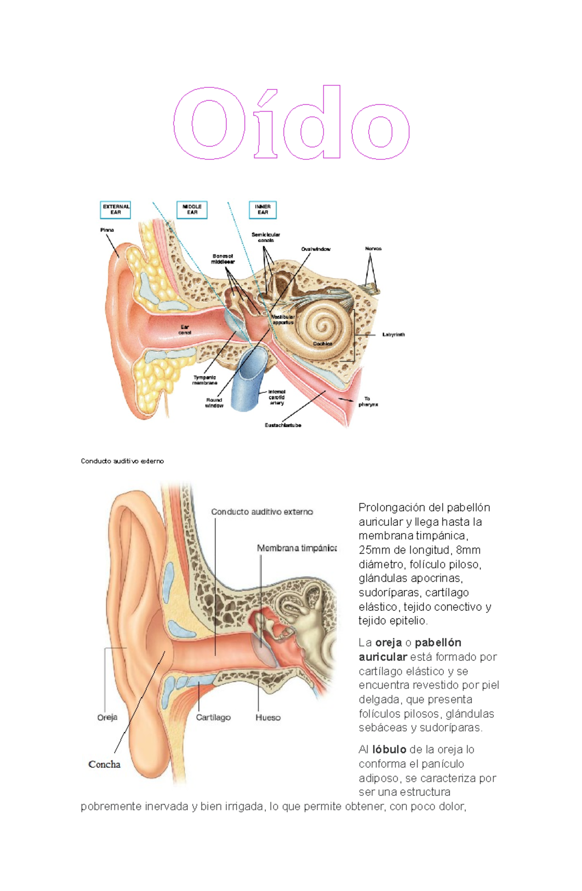 Apunte universidad OIDO fisiologia y anatomia - Oído Conducto auditivo ...