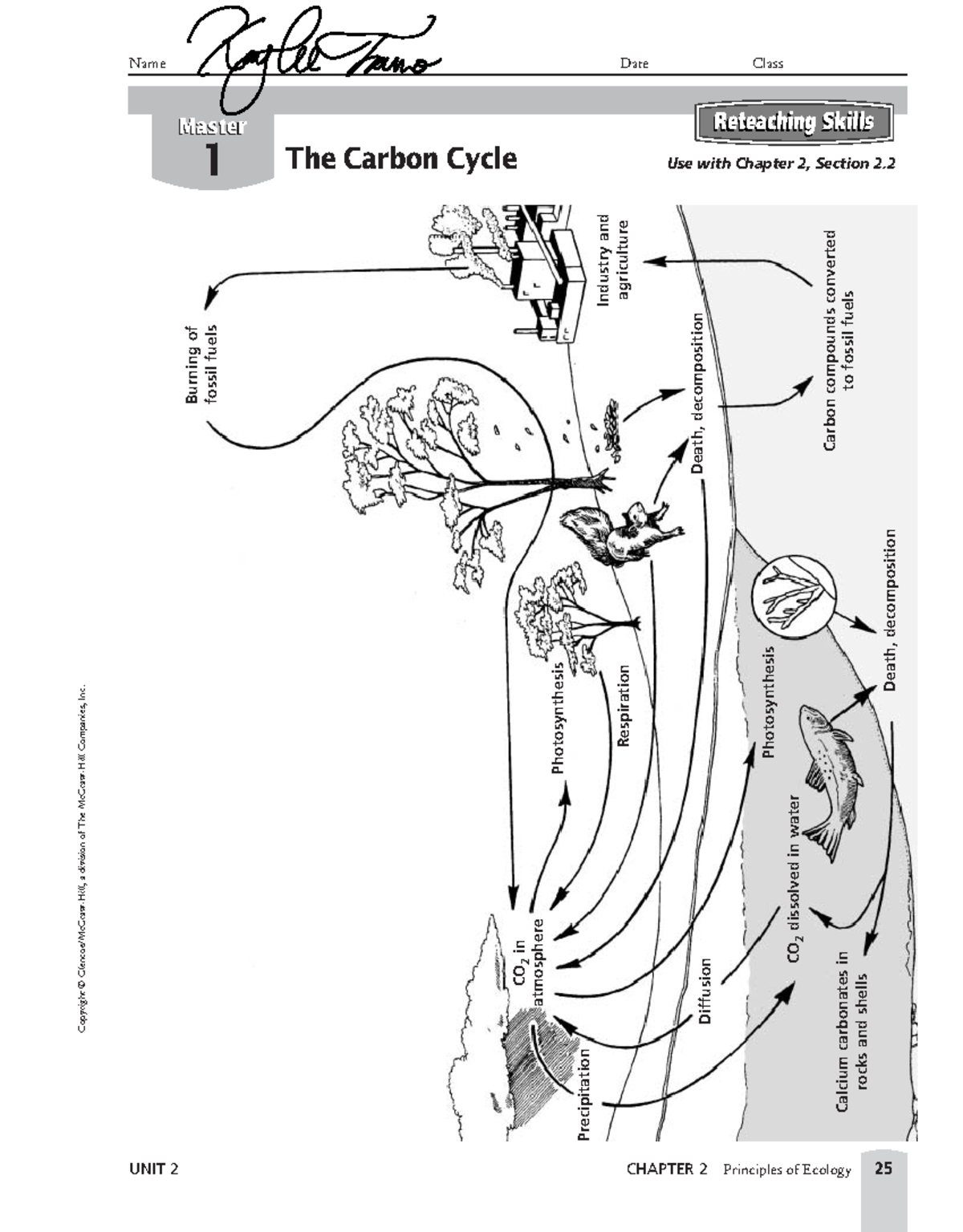 Kami Export - Kaylee Maya Tano - Carbon Cycle Worksheet - UNIT 2 ...