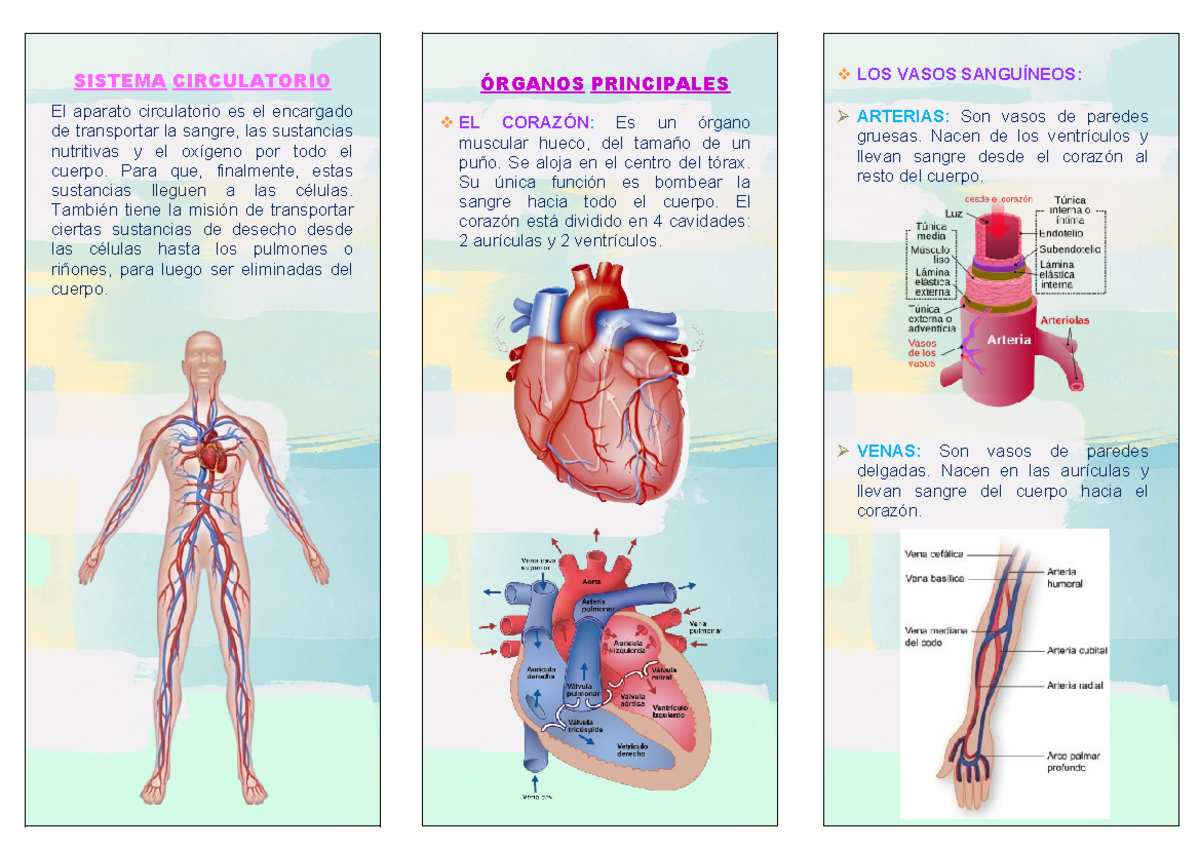Triptico Sistema Circulatorio - SISTEMA CIRCULATORIO El aparato ...