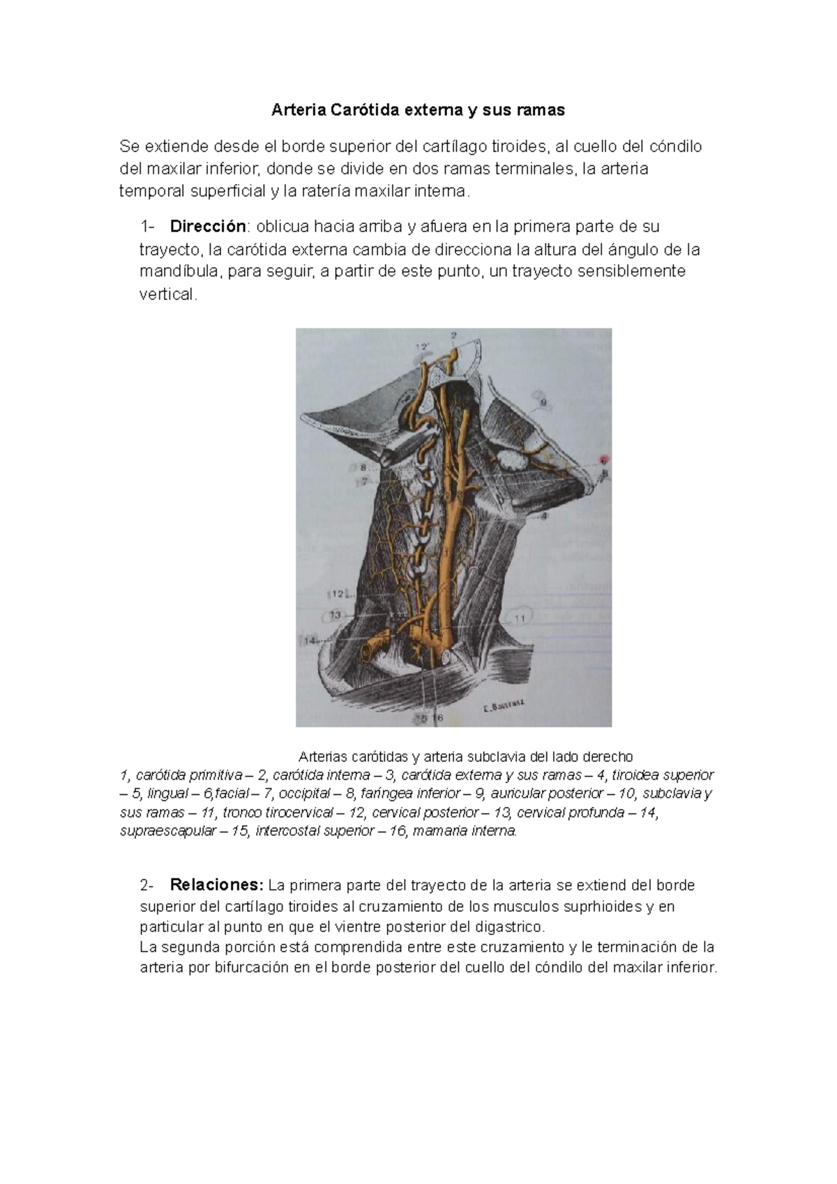Arteria Carotida externa e interna - Arteria Carótida externa y sus ...