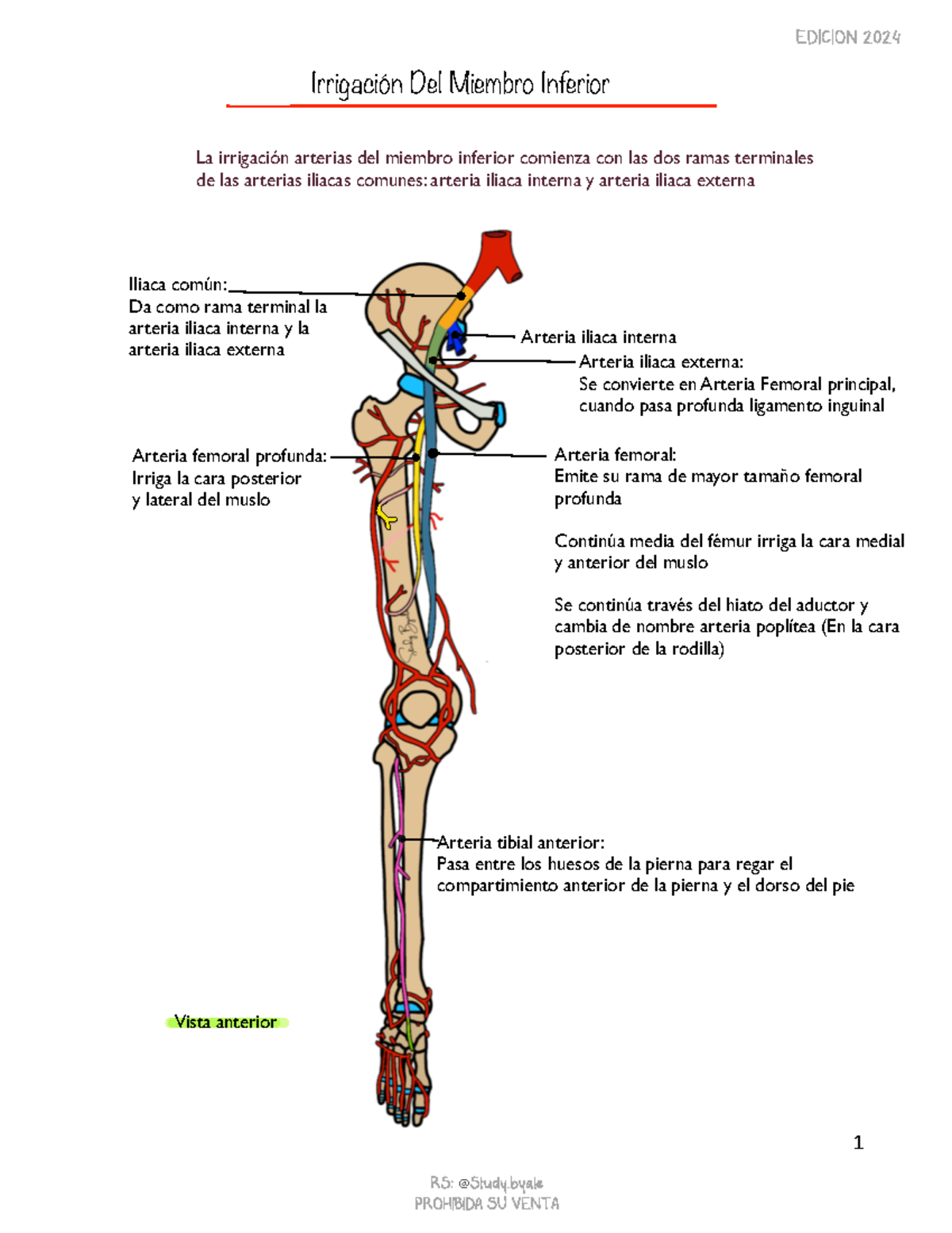 Inervacion MI - Resumen Anatomía - RS: @Study 1 Irrigación Del Miembro Inferior La irrigación ...