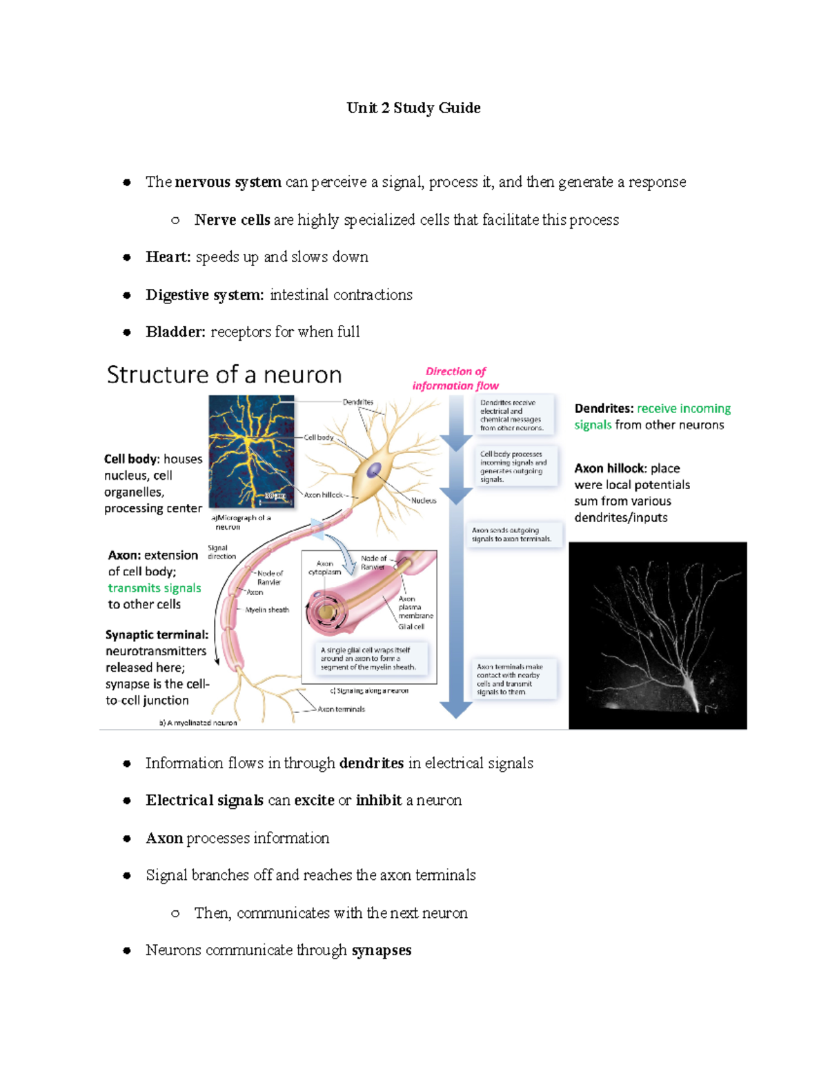 Physiology Unit 2 Study Guide - Unit 2 Study Guide The nervous system ...