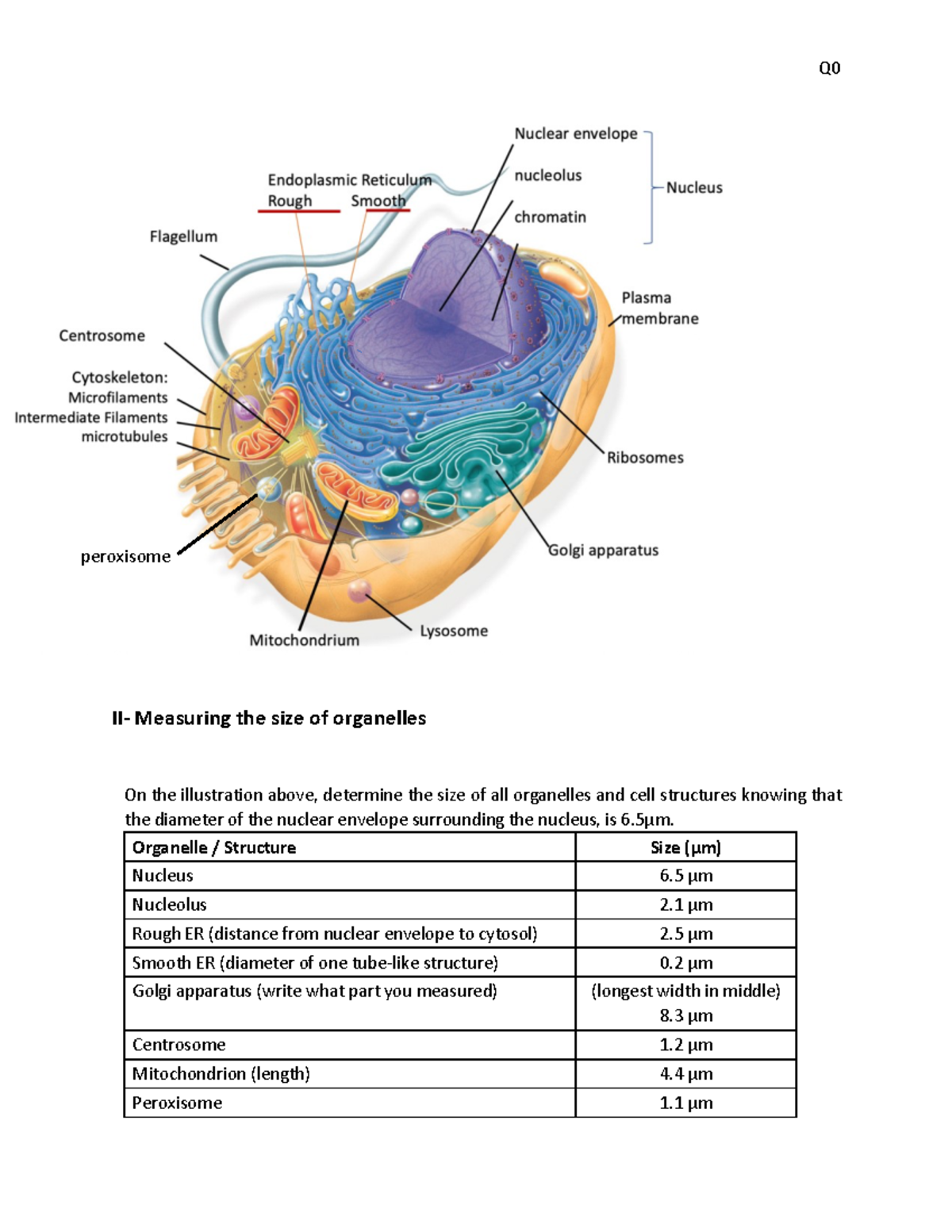 Module 1 - Lab 1 - II- Measuring the size of organelles On the ...
