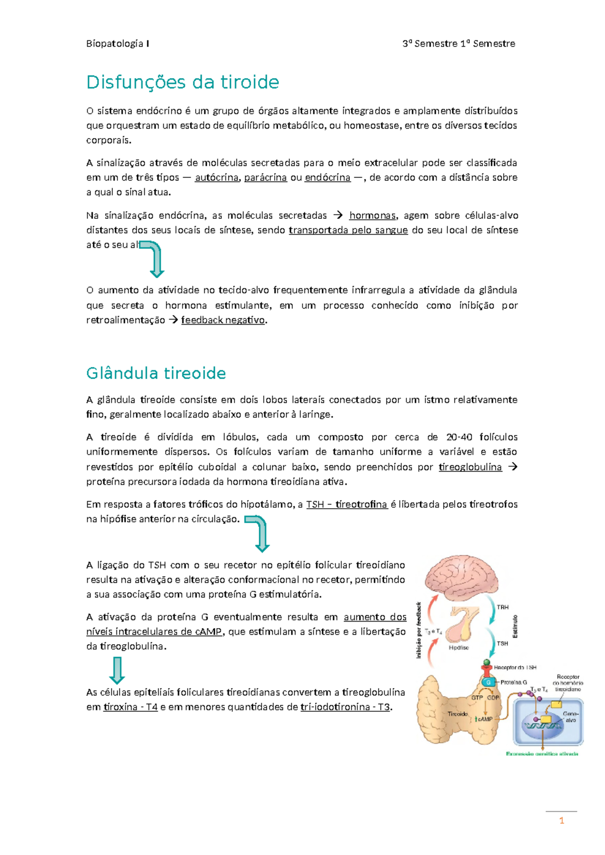 6. Disfunções da tiroide - Disfunções da tiroide O sistema endócrino é ...