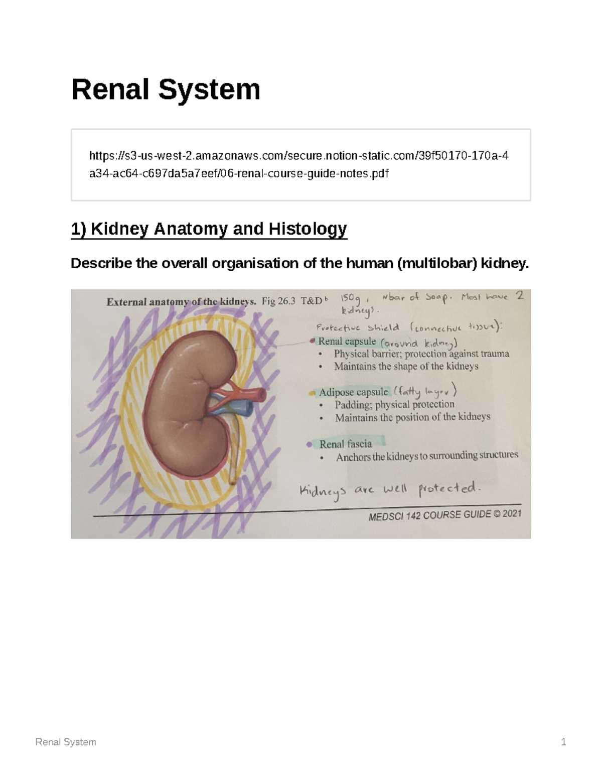 Renal System - Lecture notes 6 - Renal System - Studocu