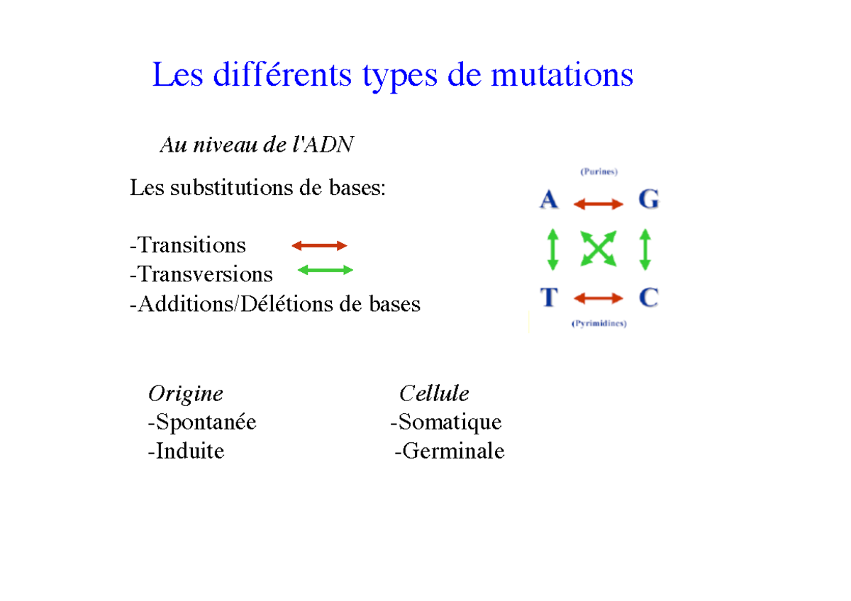 Cours Stabilité 2016 - Les différents types de mutations Les ...