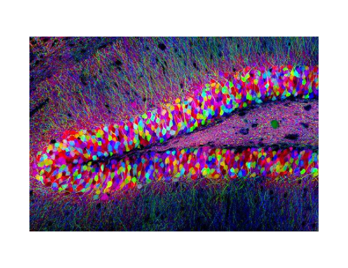 Neurons and glia - ####### NSCI 111 ####### Exploring Neuroscience ...