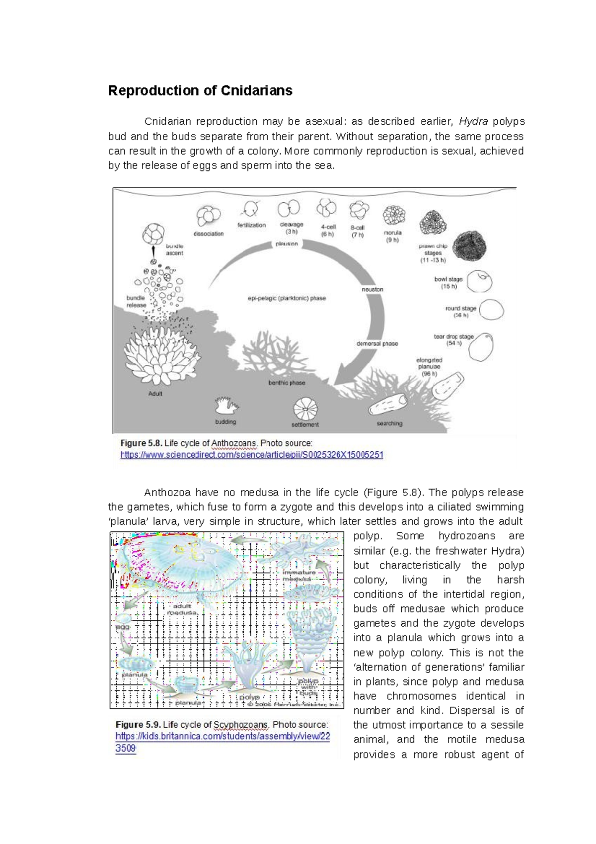 Reproduction of Cnidarians - Reproduction of Cnidarians Cnidarian ...