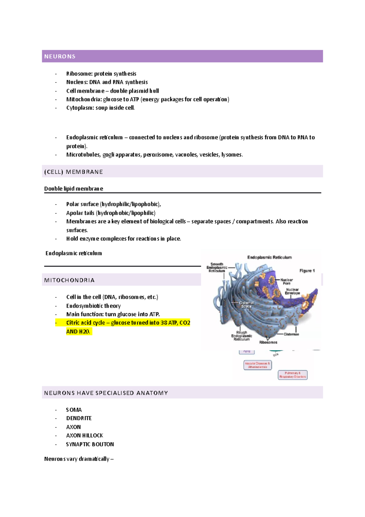 L1 - Practie - NEURONS Ribosome: protein synthesis Nucleus: DNA and RNA ...