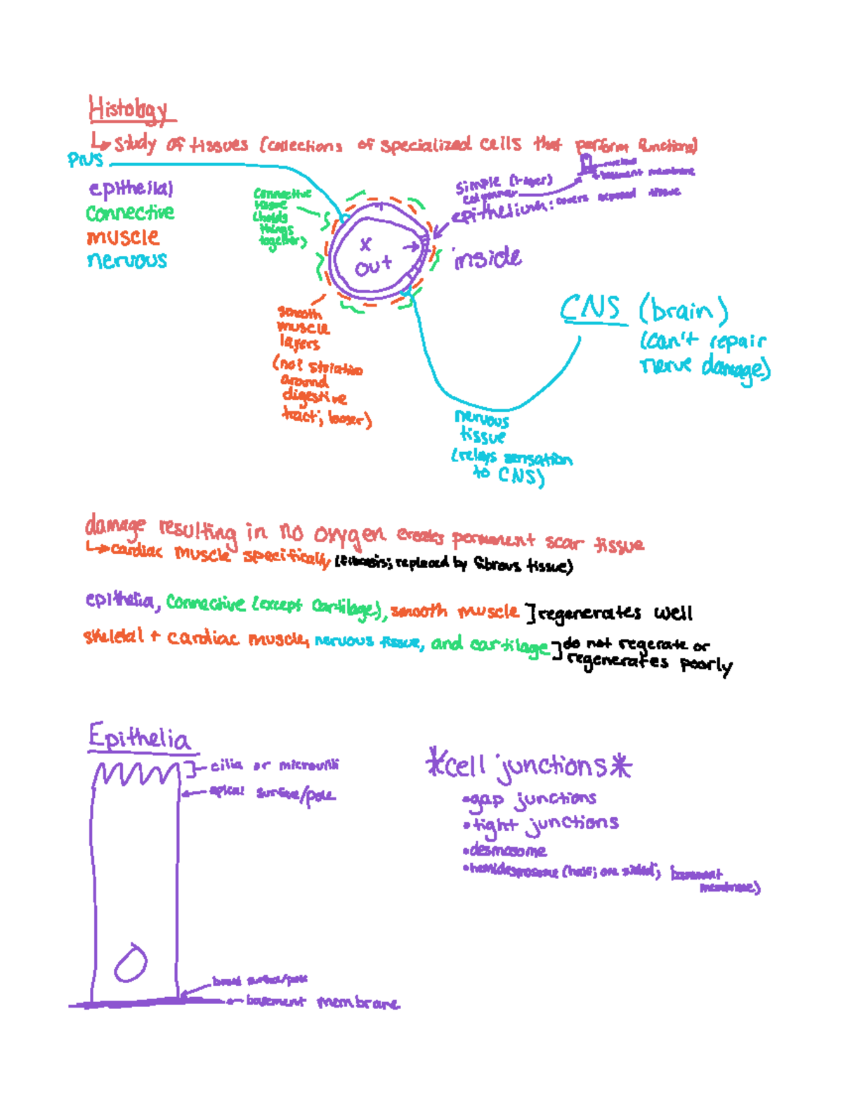 Ch 4 Notes (Histology) - BIOL 121 - Studocu