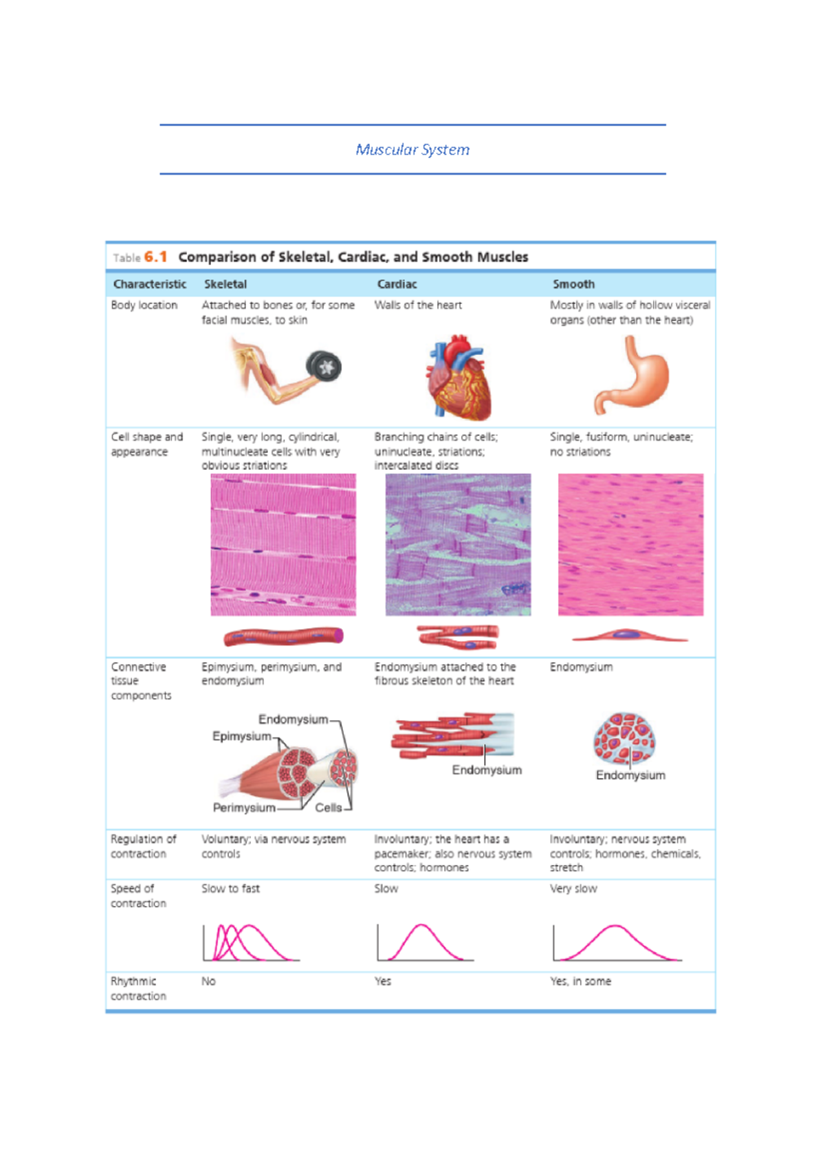 Muscular System - Muscular System Skeletal Muscle Elongated muscle ...