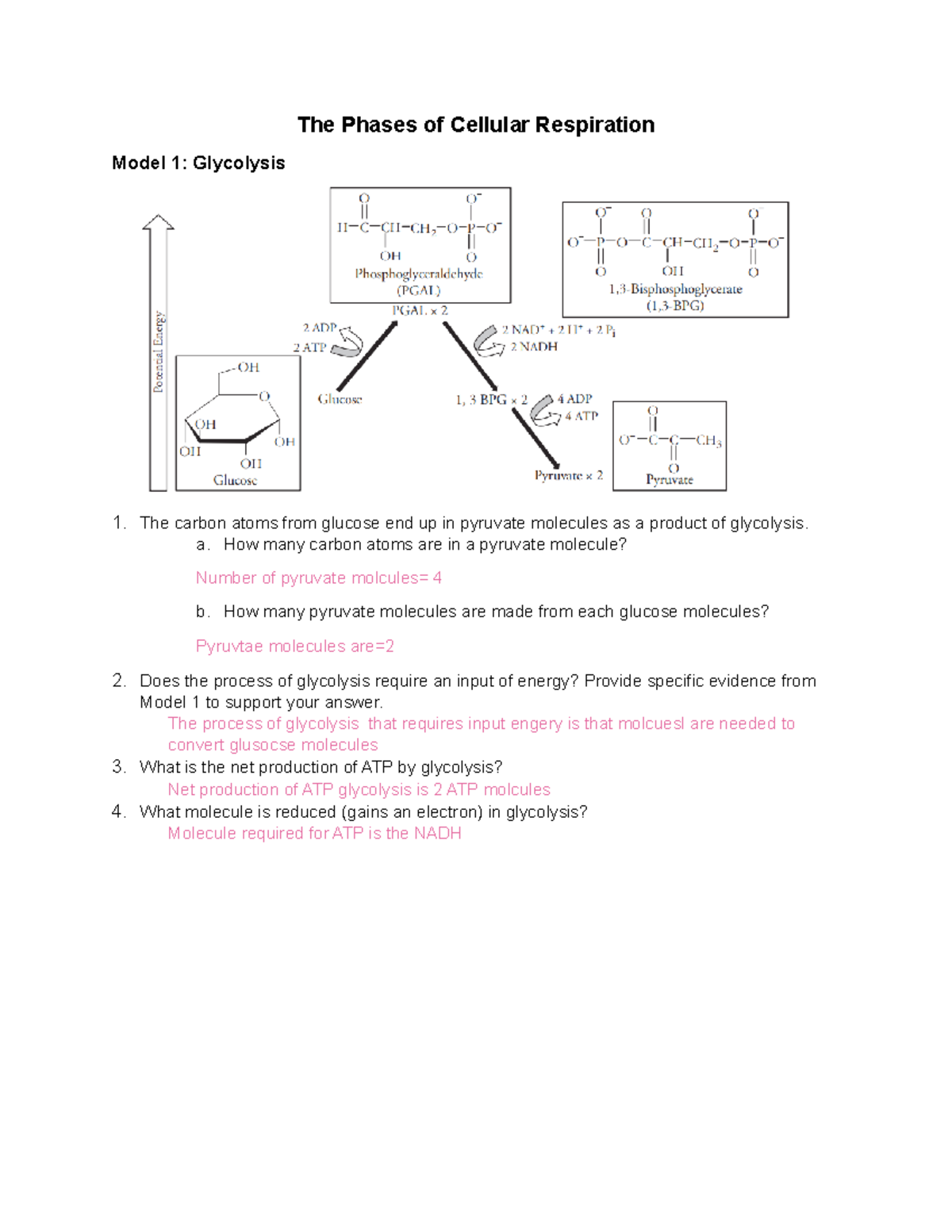 BIO 151 Recitation Cellular Respiration - The Phases of Cellular ...
