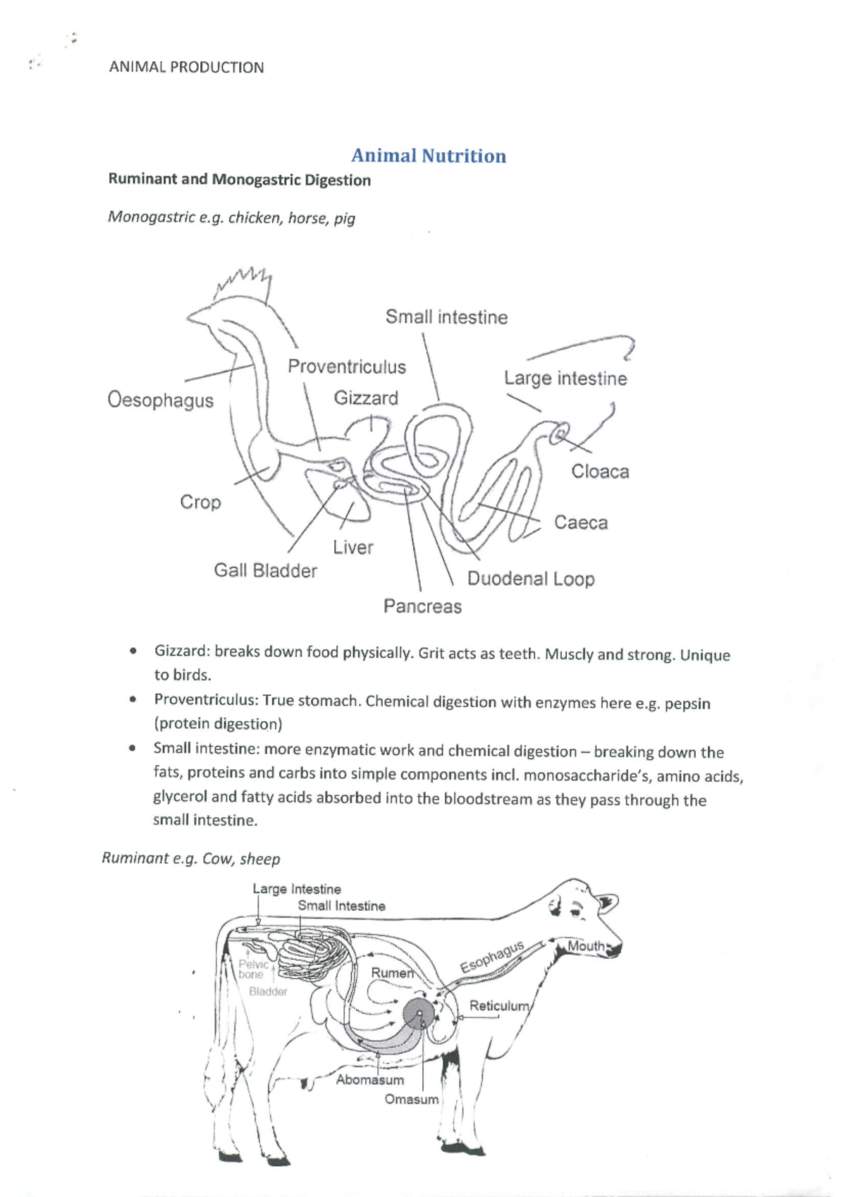Ag Animal Production notes - EDUC 6542B - Studocu