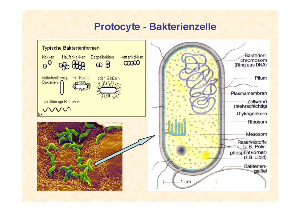 Prokaryota - Protocyte - Bakterienzelle Gram-Färbung von Bakterien ...