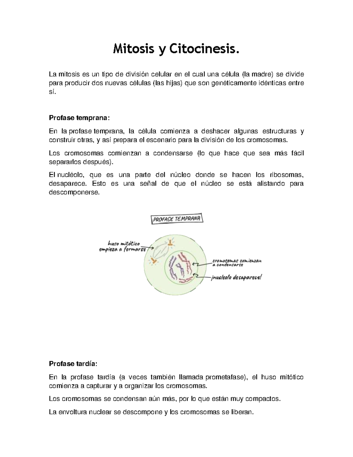 Mitosis y Citocinesis - La mitosis es un tipo de división celular en el ...