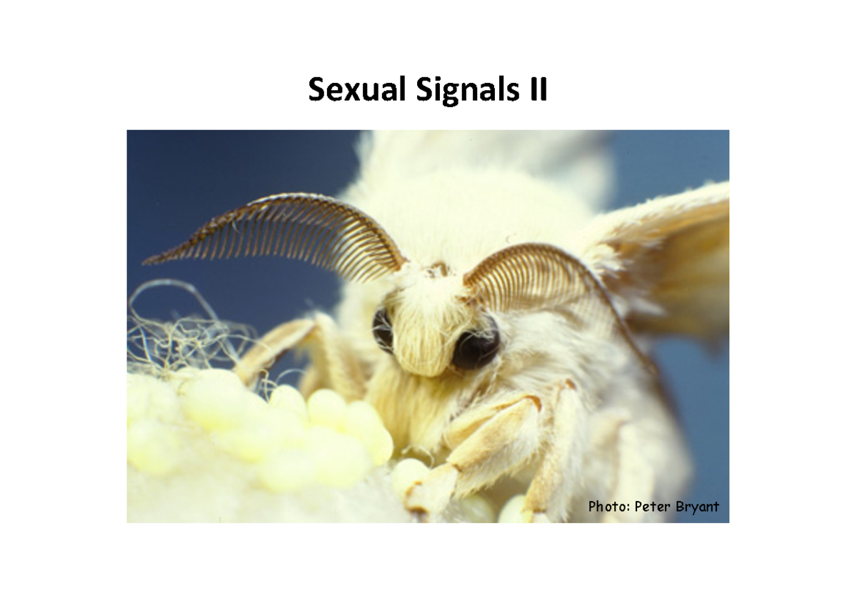 Lecture 20 Sexual Signals II - 2018 - Sexual Signals II Photo: Peter ...