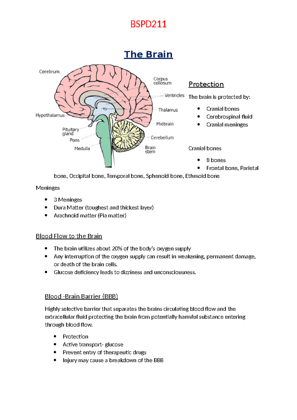 The Brain - Summary Principles of Human Physiology and Control Systems ...