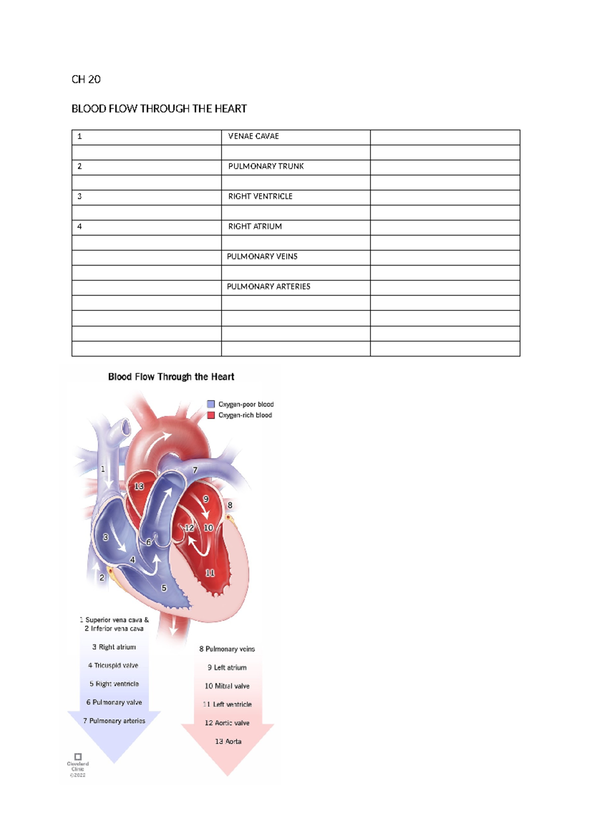 CH 20 - bio notes chapters summary - CH 20 BLOOD FLOW THROUGH THE HEART ...