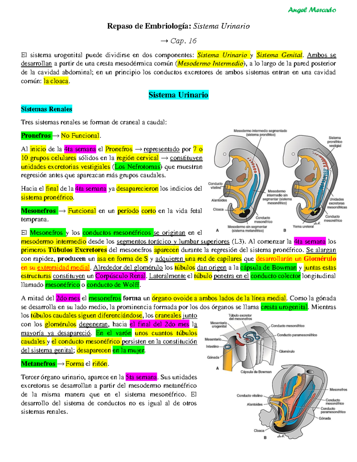 Repaso de Embriología del Sistema Urinario - Repaso de Embriología ...