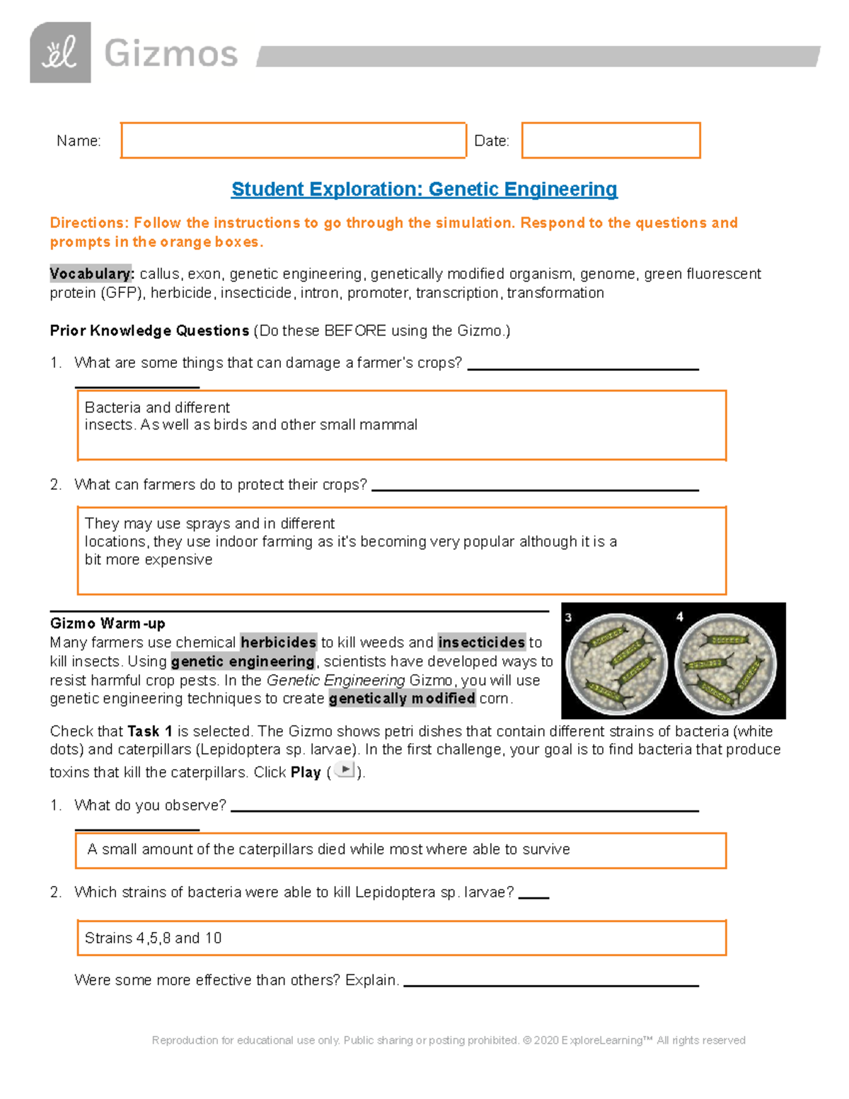 Copy of Genetic Engineering SE - Name: Date: Student Exploration ...