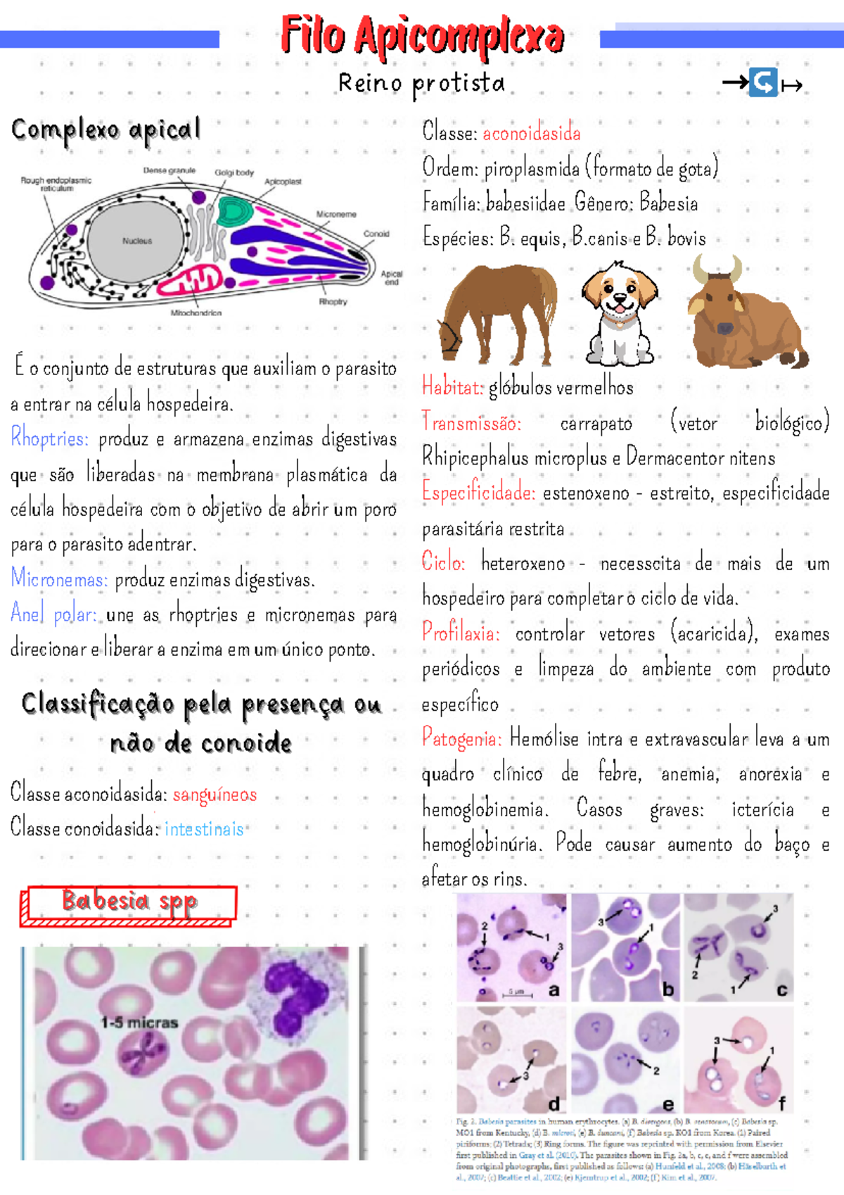 Filo Apicomplexa - Reino Protista - Classe aconoidasida: sanguíneos ...