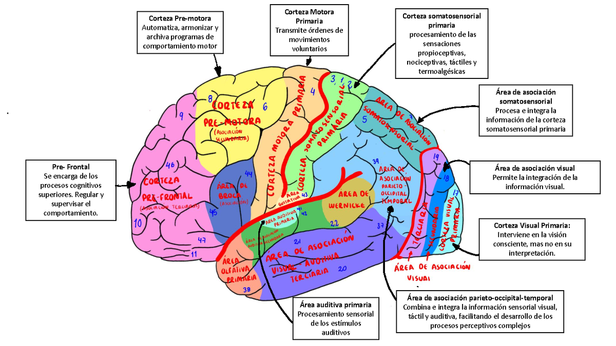 Áreas DE Brodmann - Corteza Motora Primaria Transmite órdenes de ...