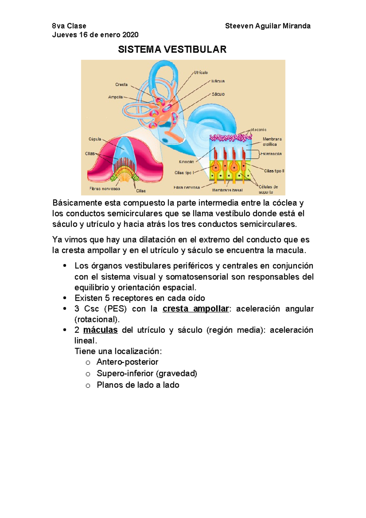 Sistema Vestibular - Apuntes 17 - Jueves 16 de enero 2020 SISTEMA ...