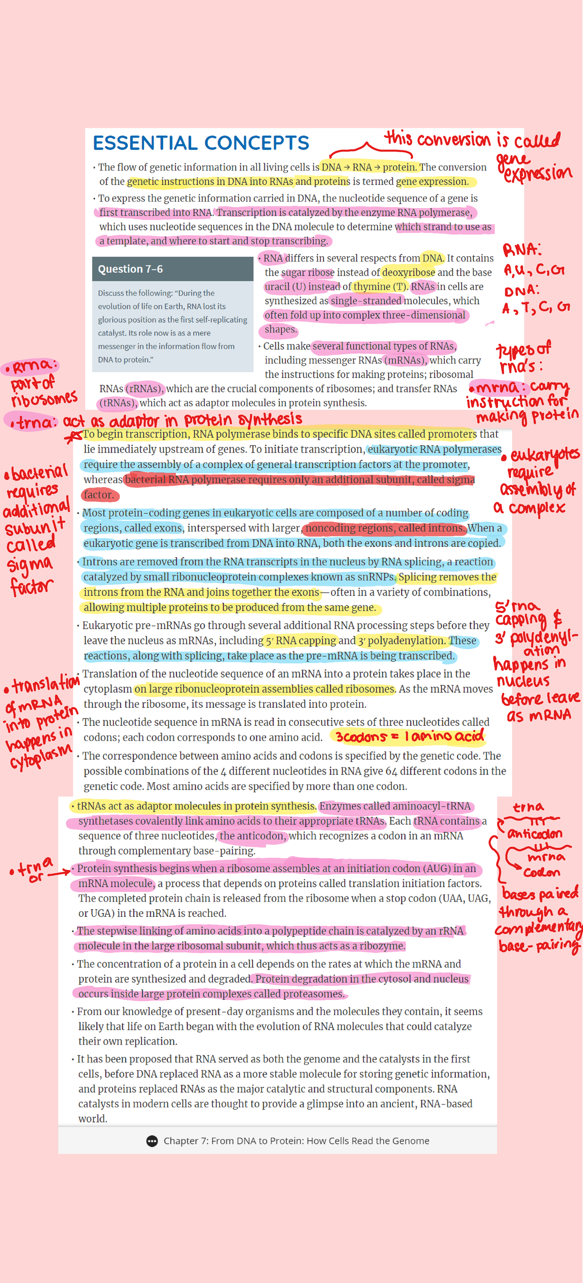 Ch 7 essential concepts - BIOL L586 - Studocu
